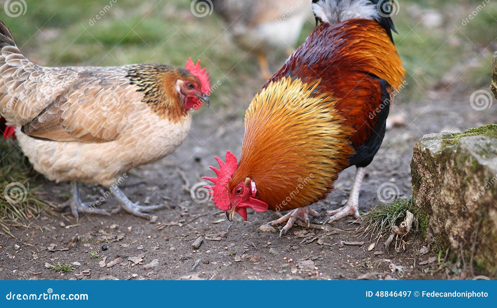With the Red Crest and the Hen on the Farm Stock Image - Image of ...