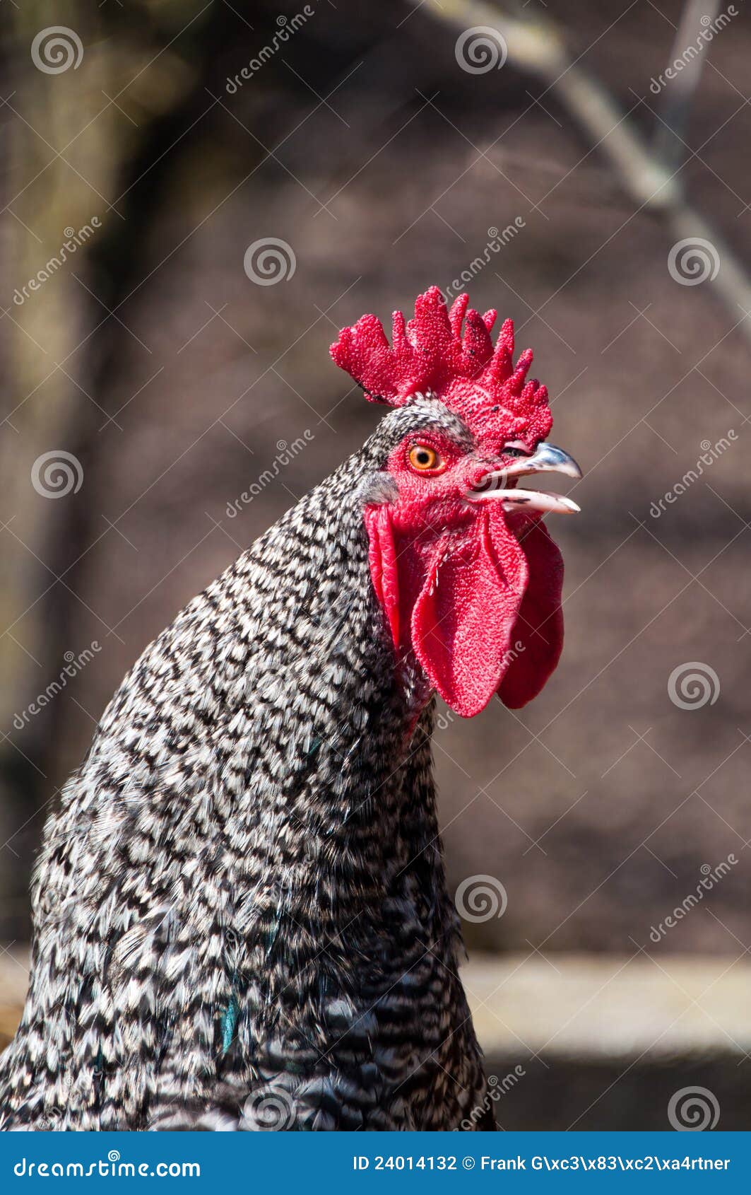 Rooster is crowing stock photo. Image of food, close - 24014132