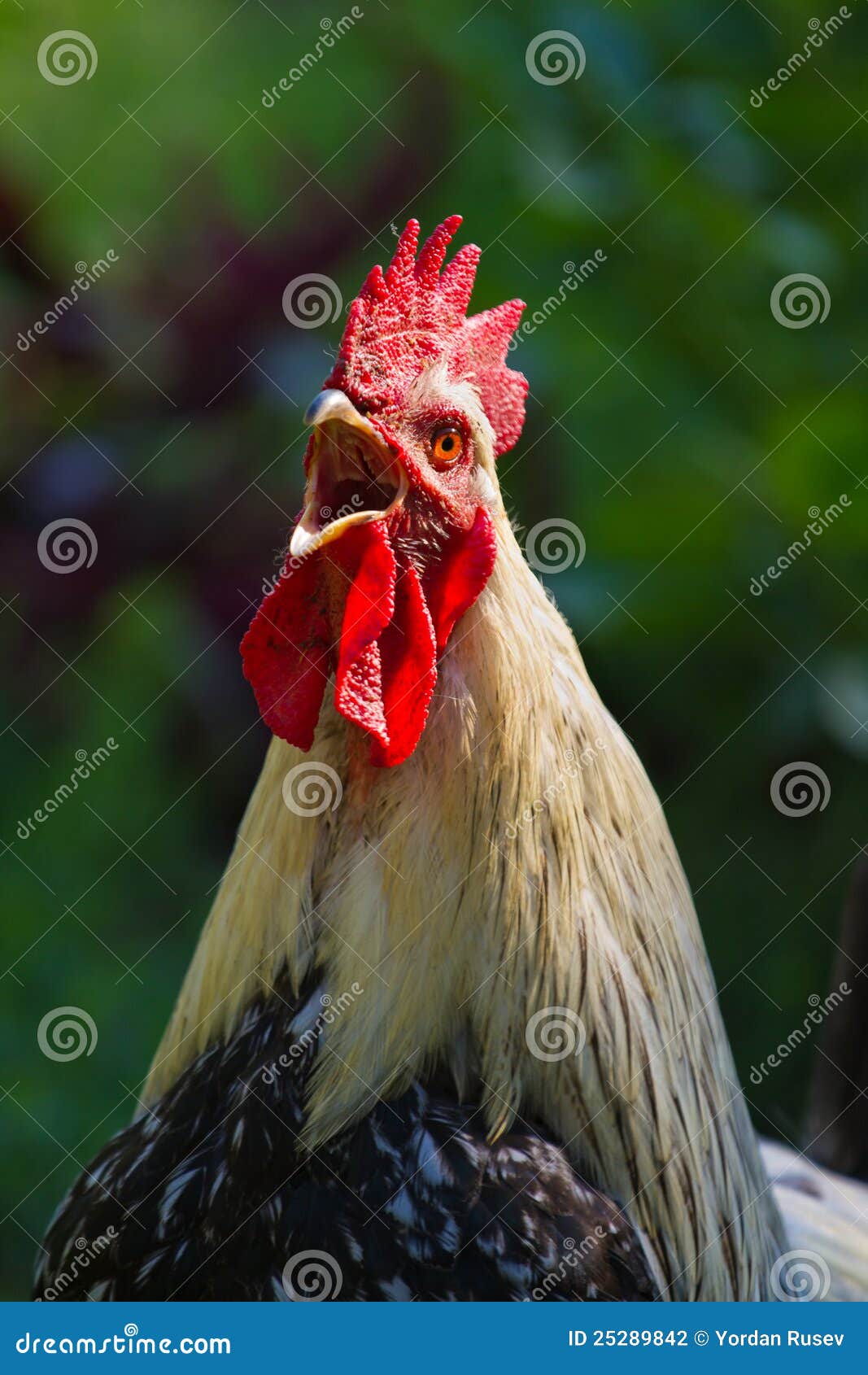 Singing stock photo. Image of cockerel, beautiful, male - 25289842