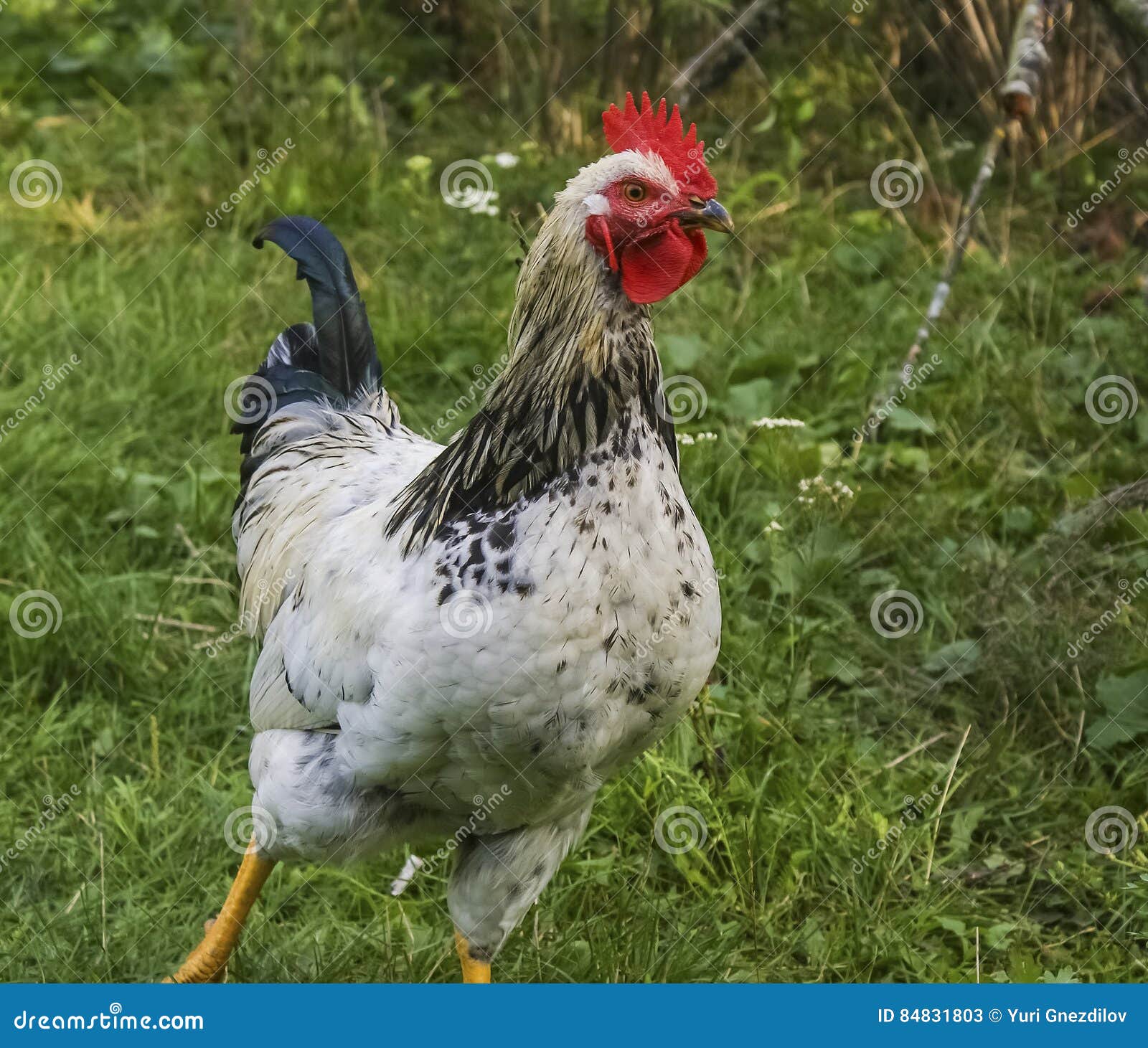 The of the walk stock image. Image of food, nature, rural - 84831803