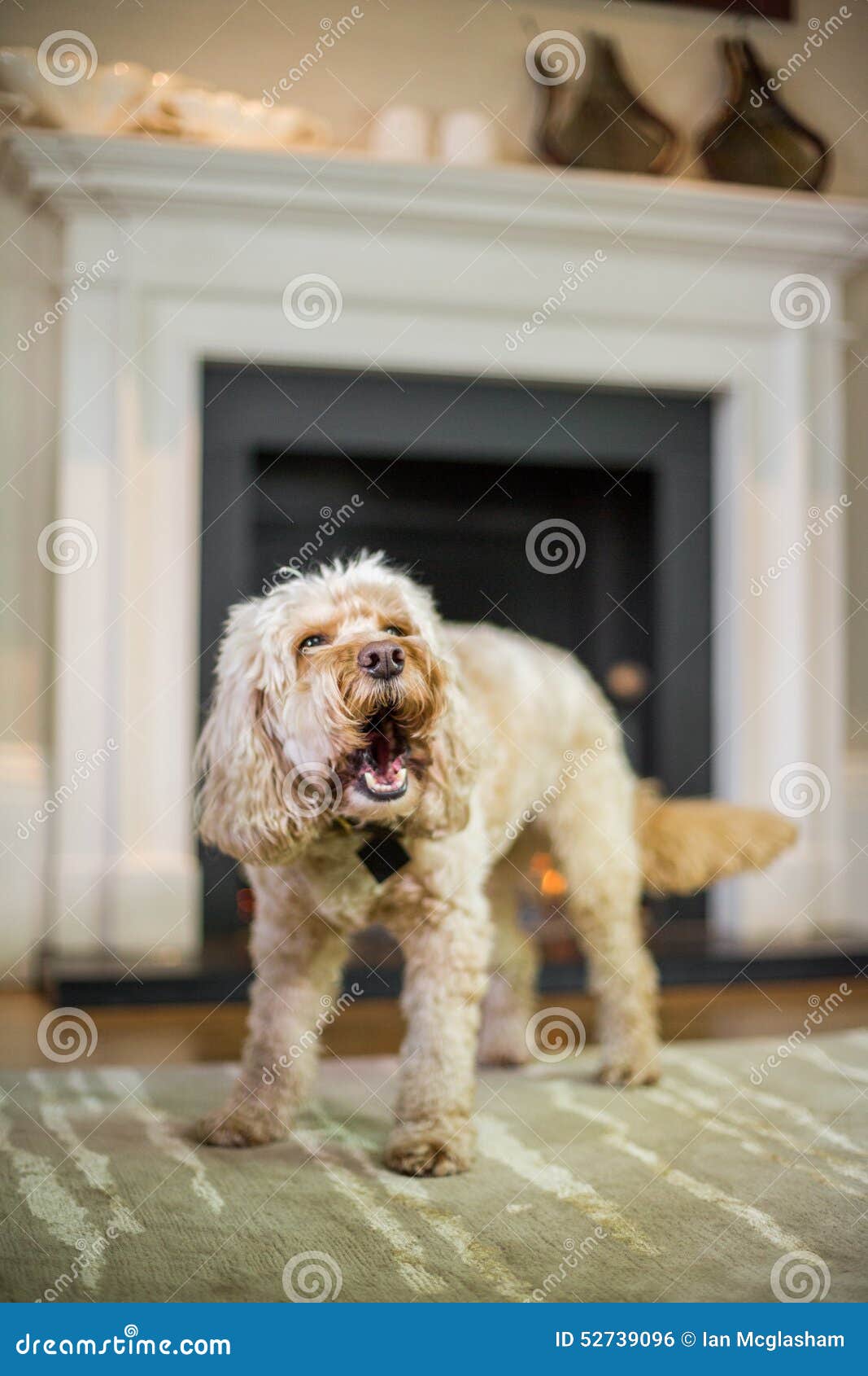 Cockapoo Barking in Front of Fire Stock Photo - Image of bark, fire ...
