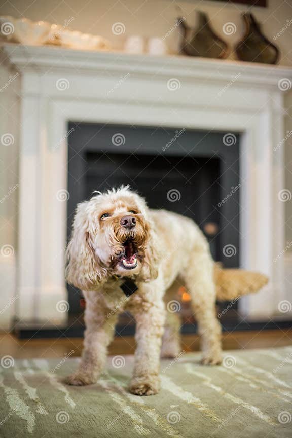 Cockapoo Barking in Front of Fire Stock Photo - Image of bark, fire ...