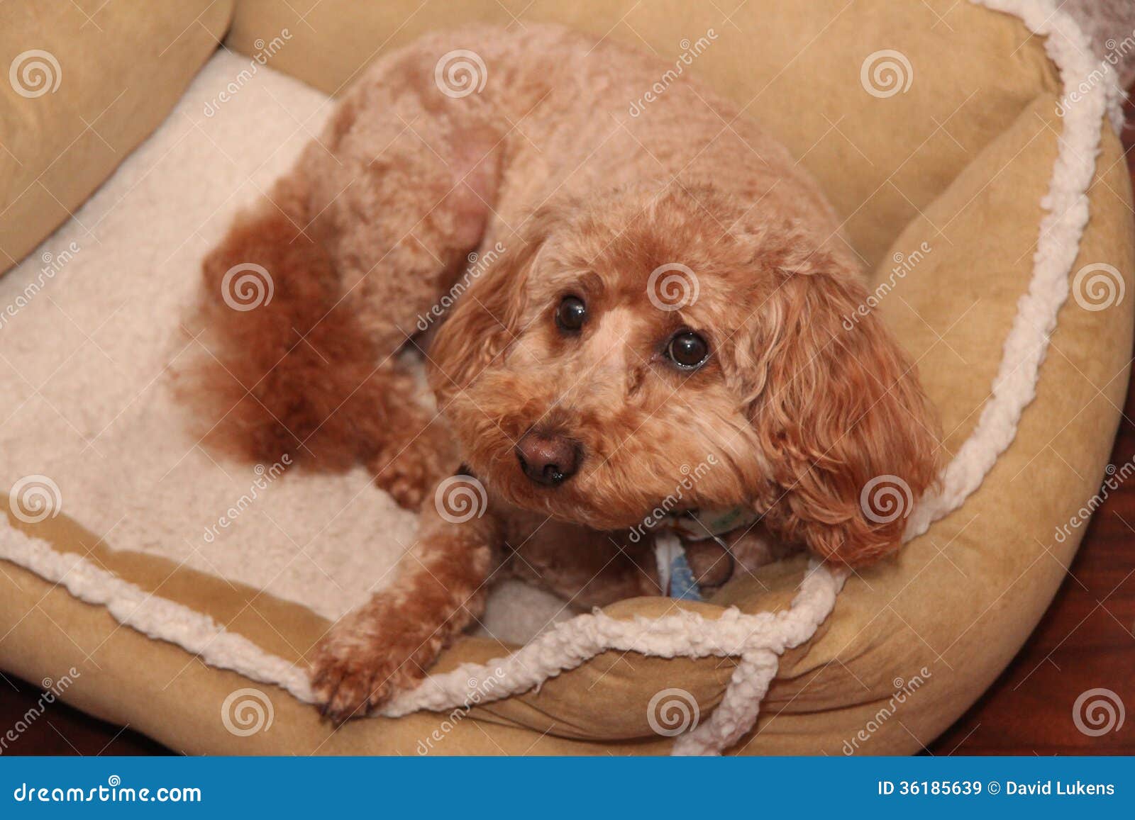 Cockapoo in Bed stock image. Image of cockapoo, poodle - 36185639