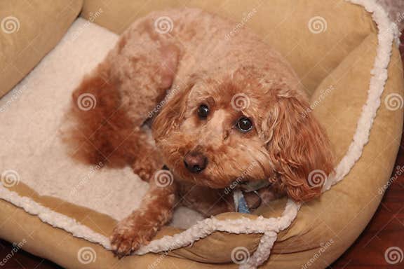 Cockapoo in Bed stock image. Image of cockapoo, poodle - 36185639