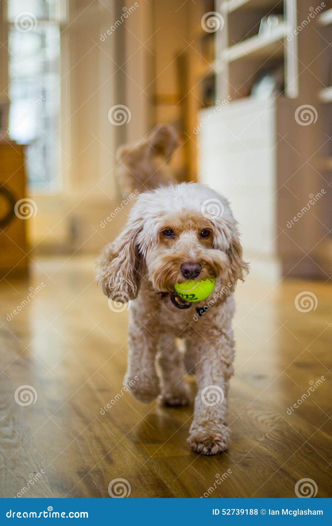 Cockapoo Bring Ball Back To Owner Stock Photo - Image of catch, indoors ...