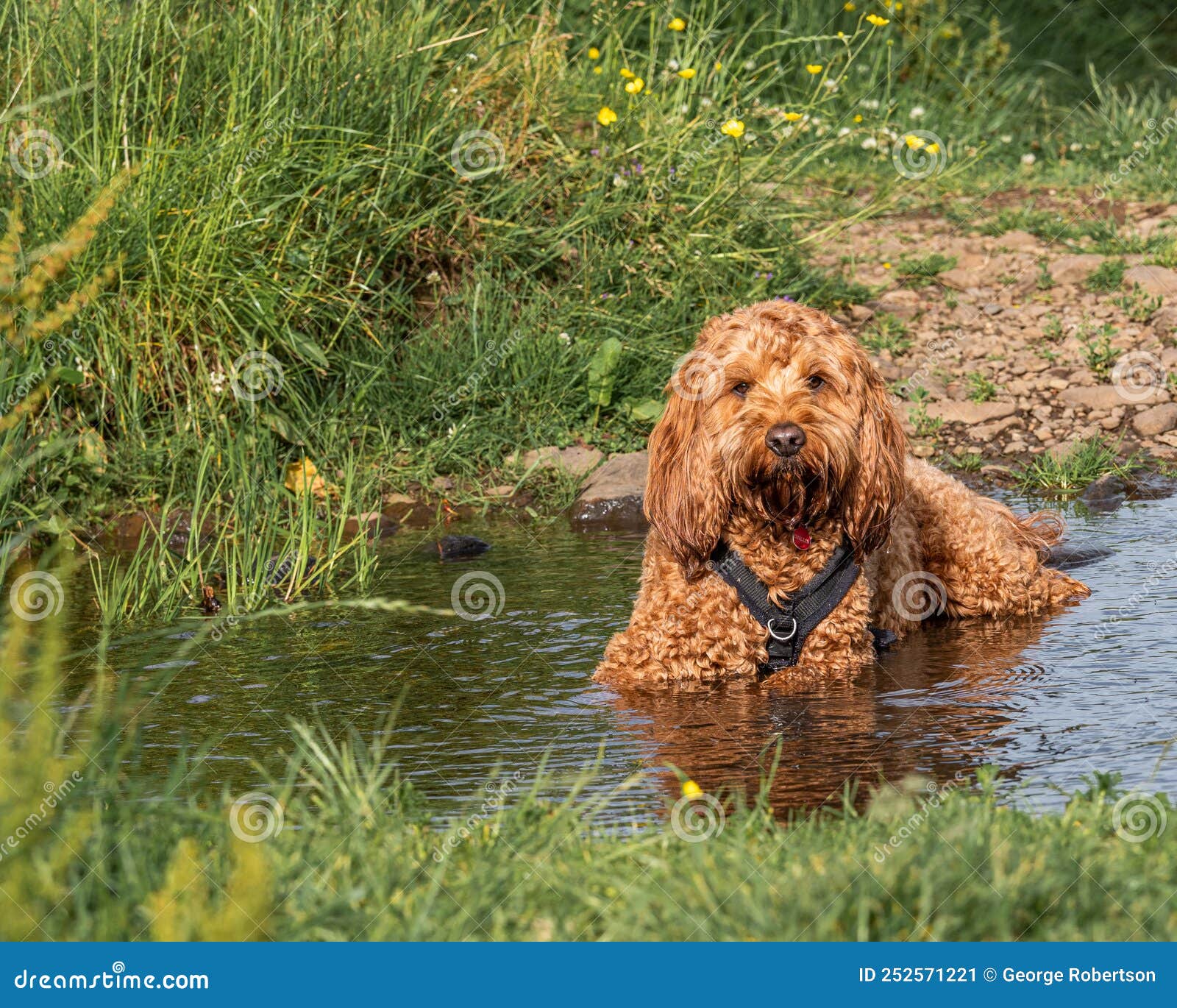 Cockapoo Cooling Off in the River Stock Image - Image of lying, animal ...