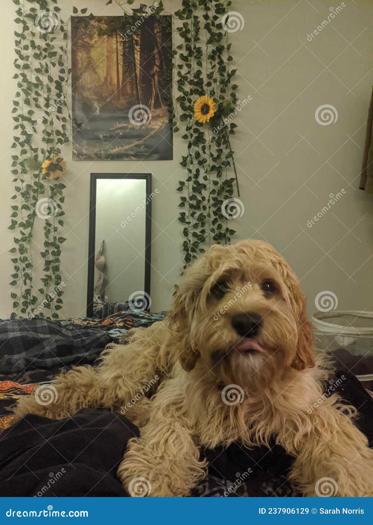 Cockapoo with a Cute Silly Face Stock Image - Image of cute, maltese ...