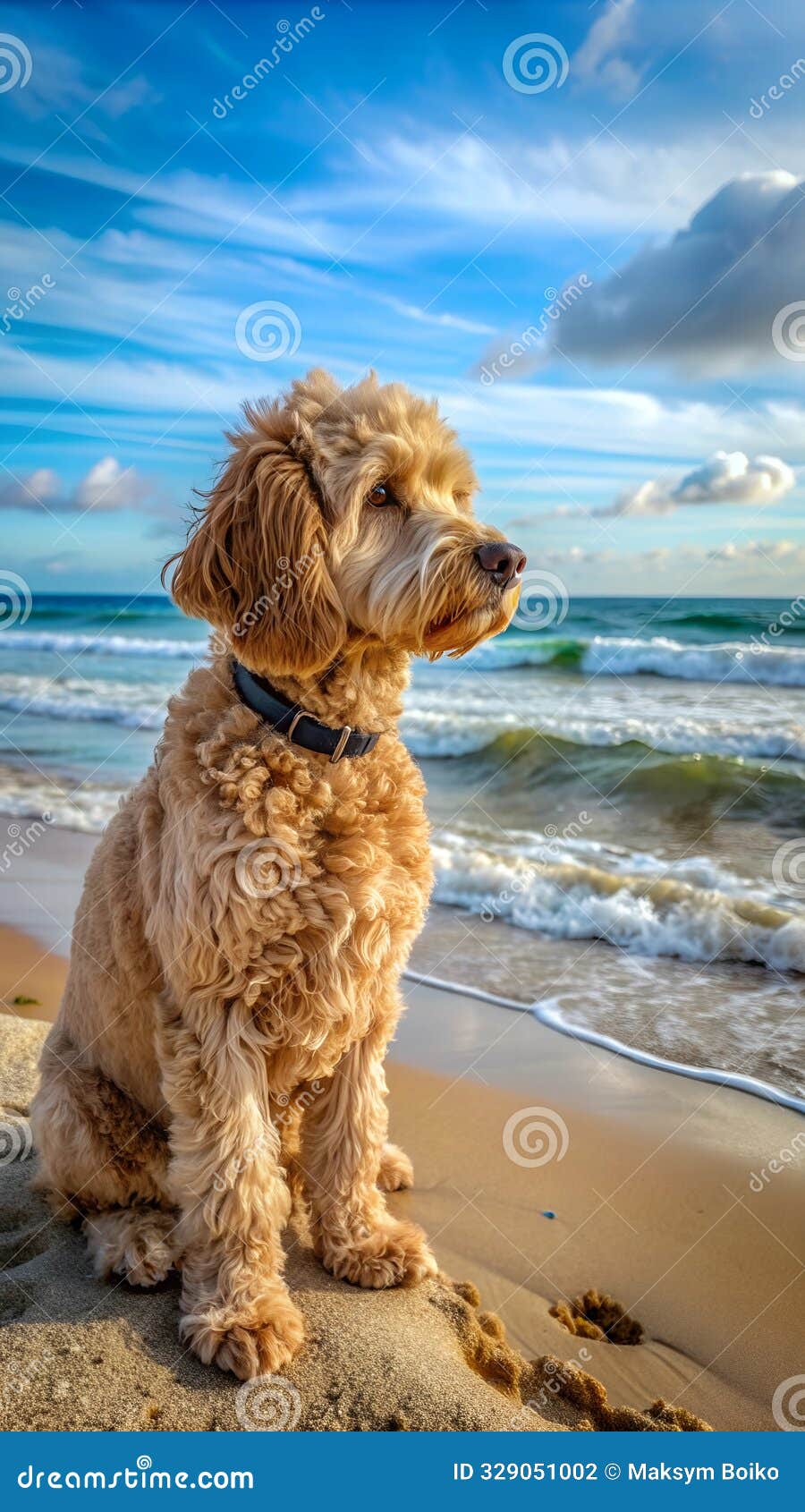 Cockapoo dog looks beach stock illustration. Illustration of design ...