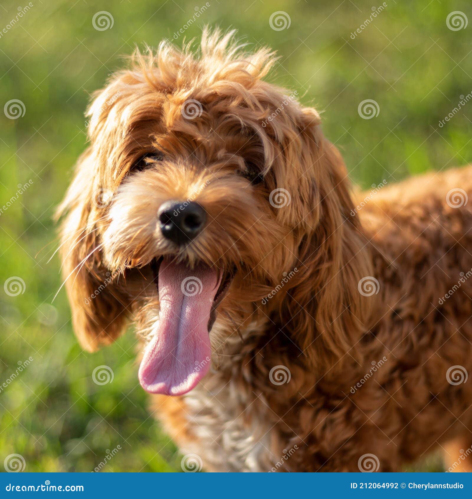 Cockapoo Dog Panting in the Sunlight Stock Photo - Image of curly, hair ...