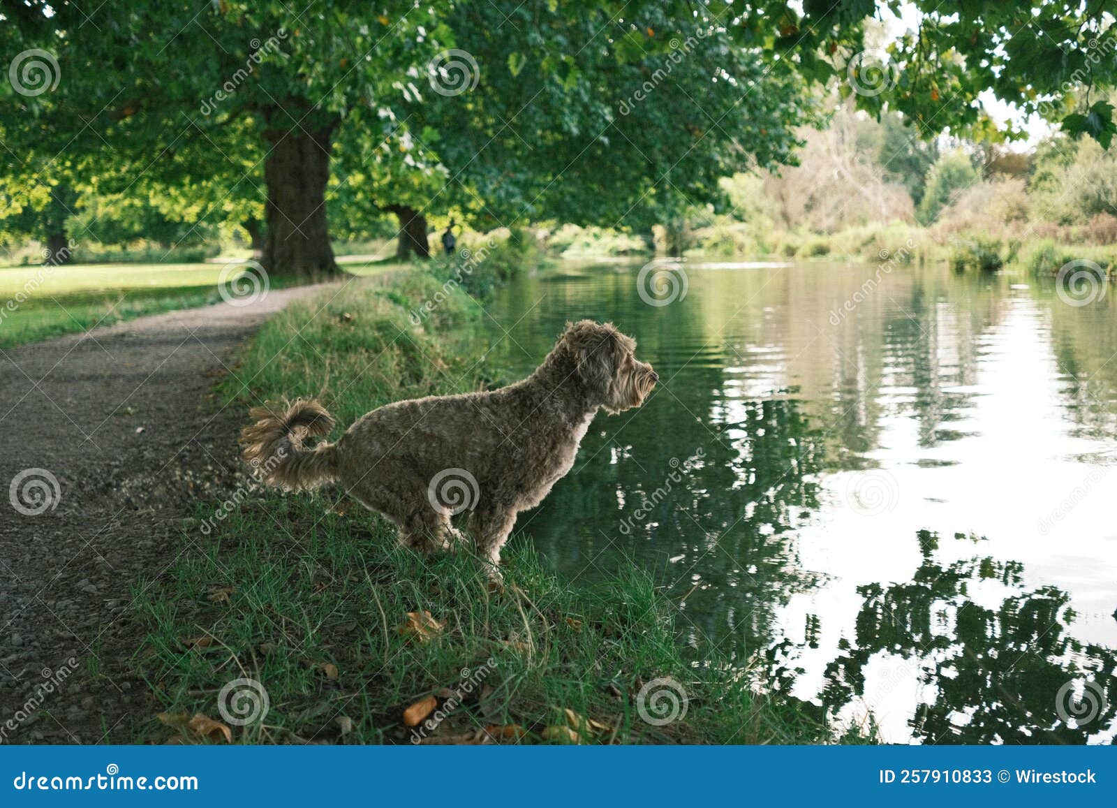 Cockapoo Dog Pondering into a River Stock Image - Image of exercise ...