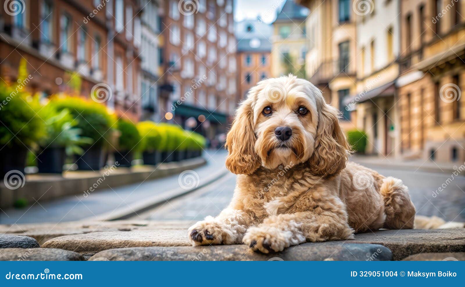 Cockapoo dog rests city stock illustration. Illustration of background ...