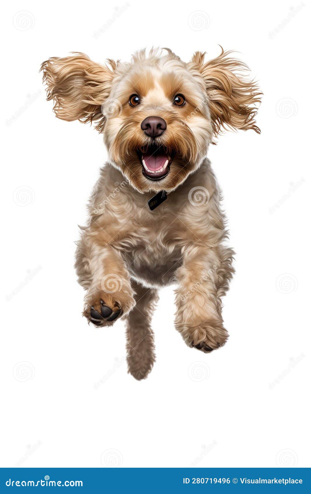 Cockapoo Dog Running stock illustration. Illustration of standard ...