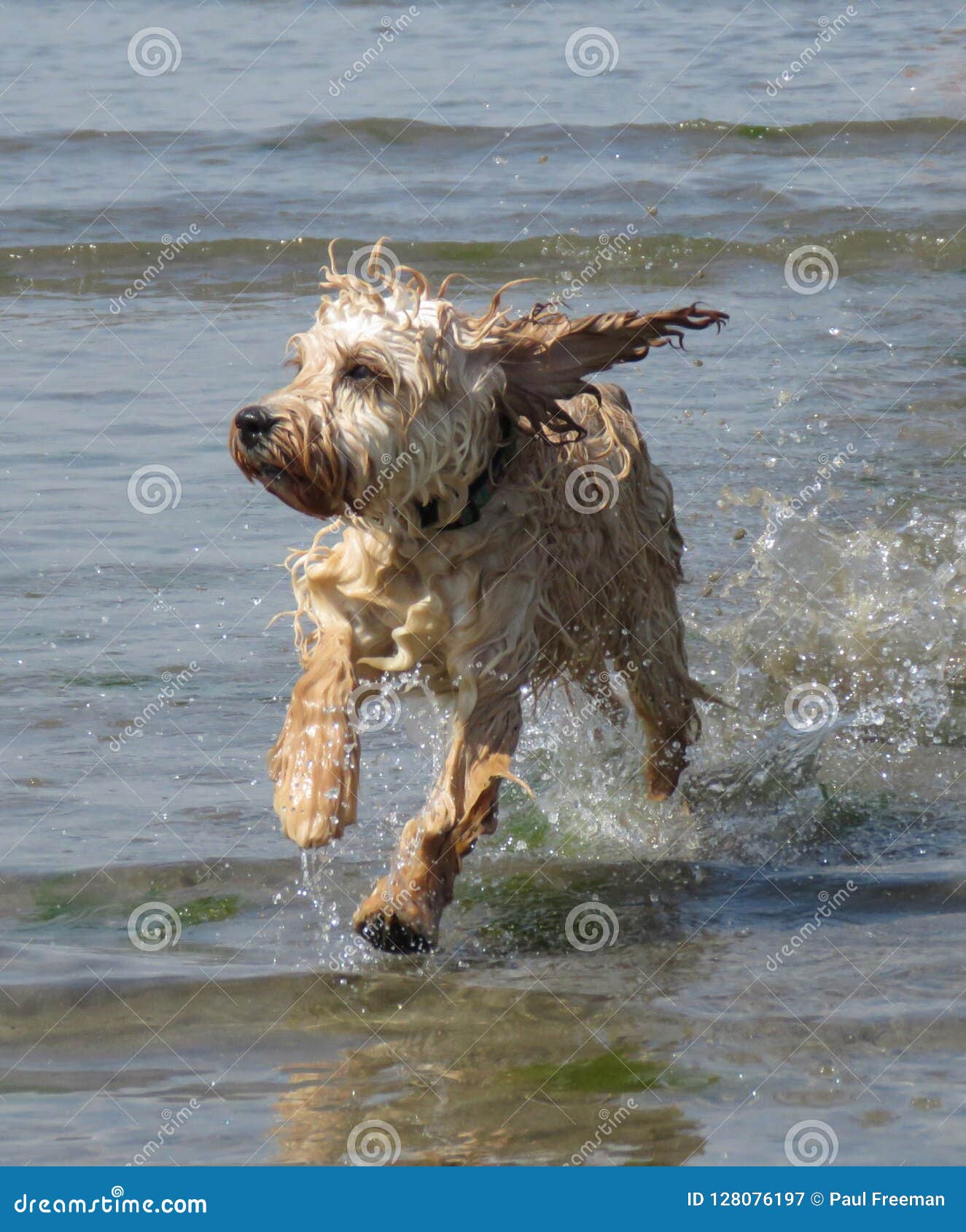 Cockapoo Dog Running through Sea at Cornish Beach Stock Image - Image ...