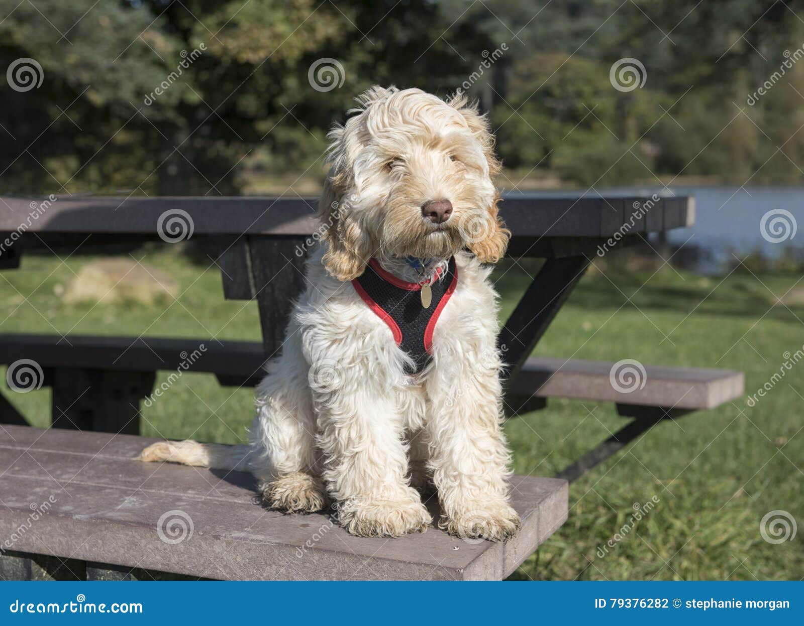 Cockapoo Dog Siting on a Picnic Table Outdoors Stock Photo - Image of ...