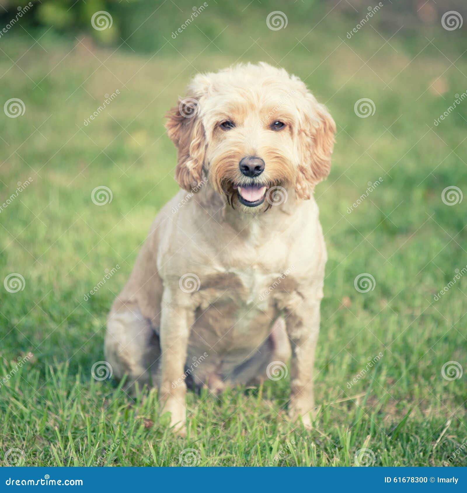 A Cockapoo Dog Sitting in the Green Grass Stock Photo - Image of ...