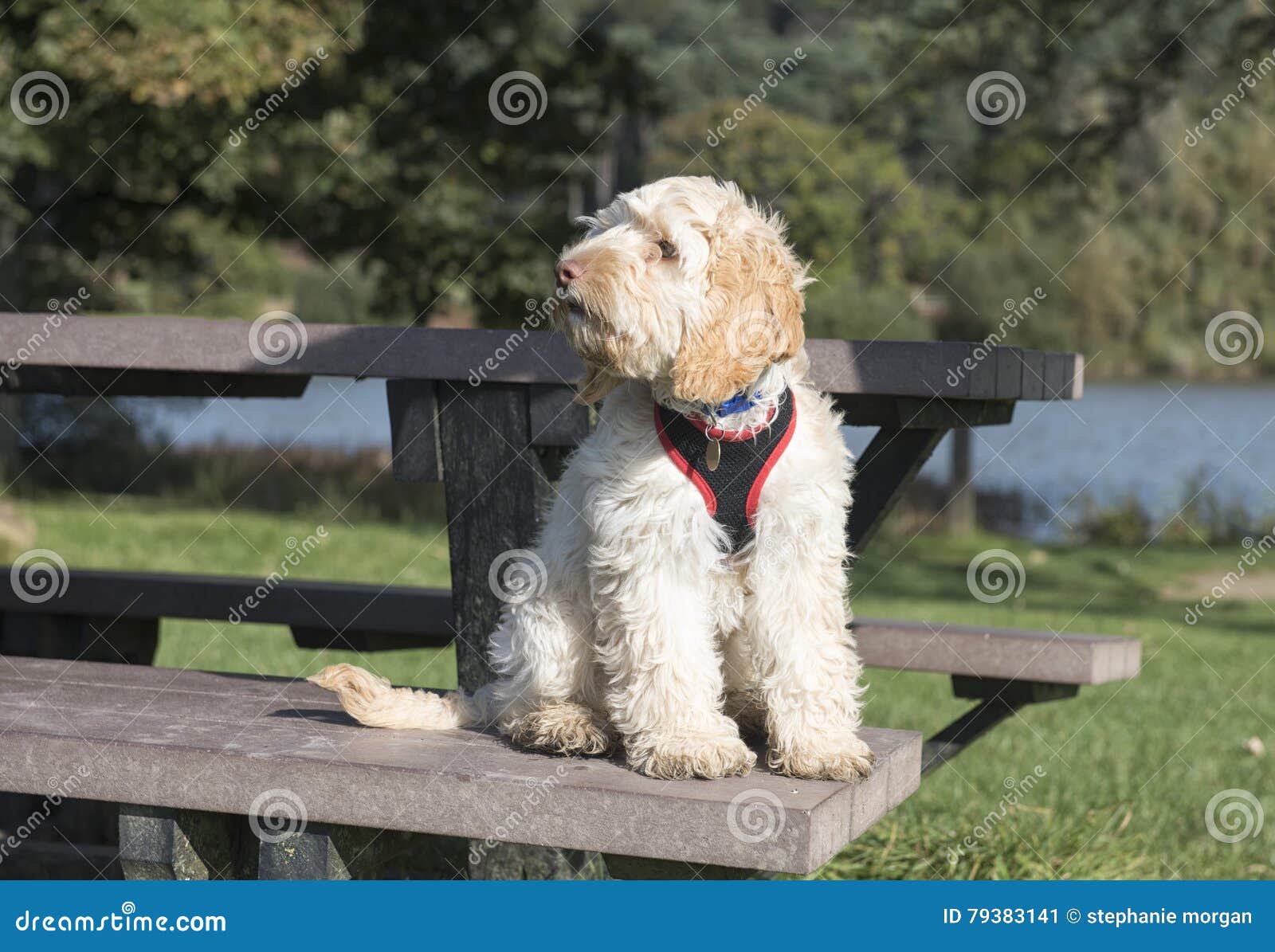 Cockapoo Dog Sitting on a Picnic Table Outdoors Stock Image - Image of ...