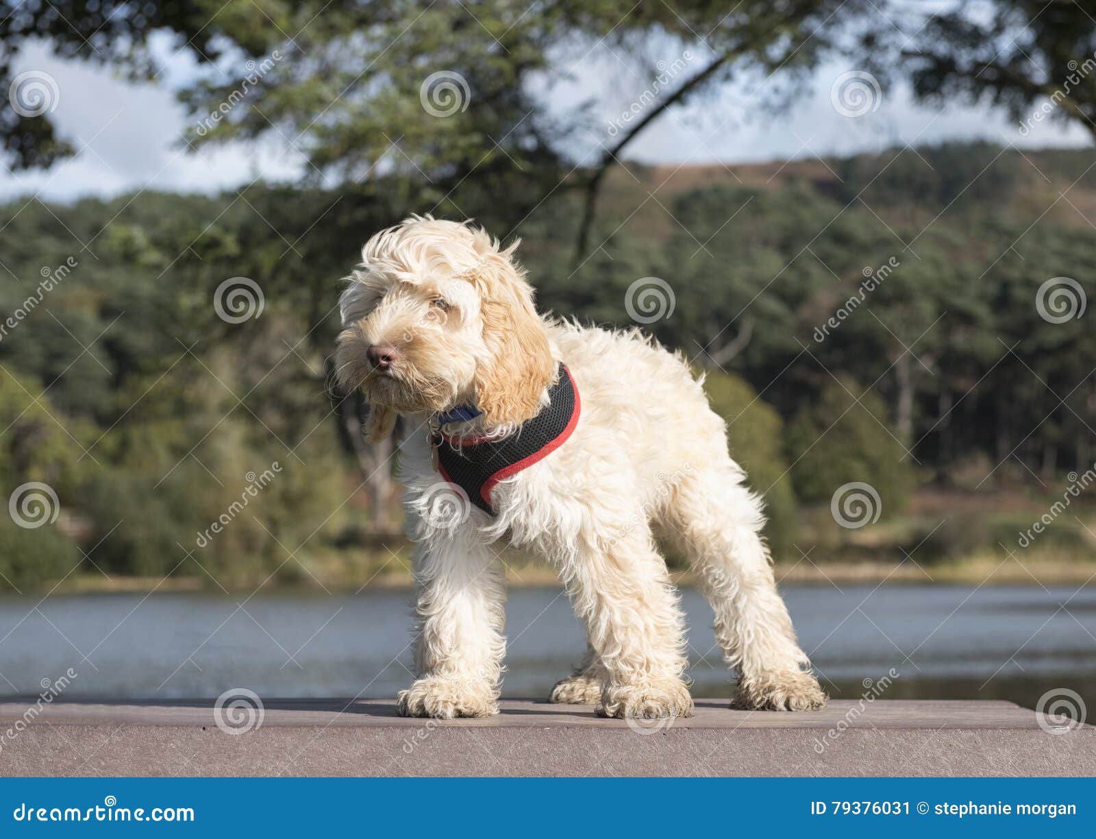 Cockapoo Dog Standing on a Picnic Table Outdoors Stock Image - Image of ...
