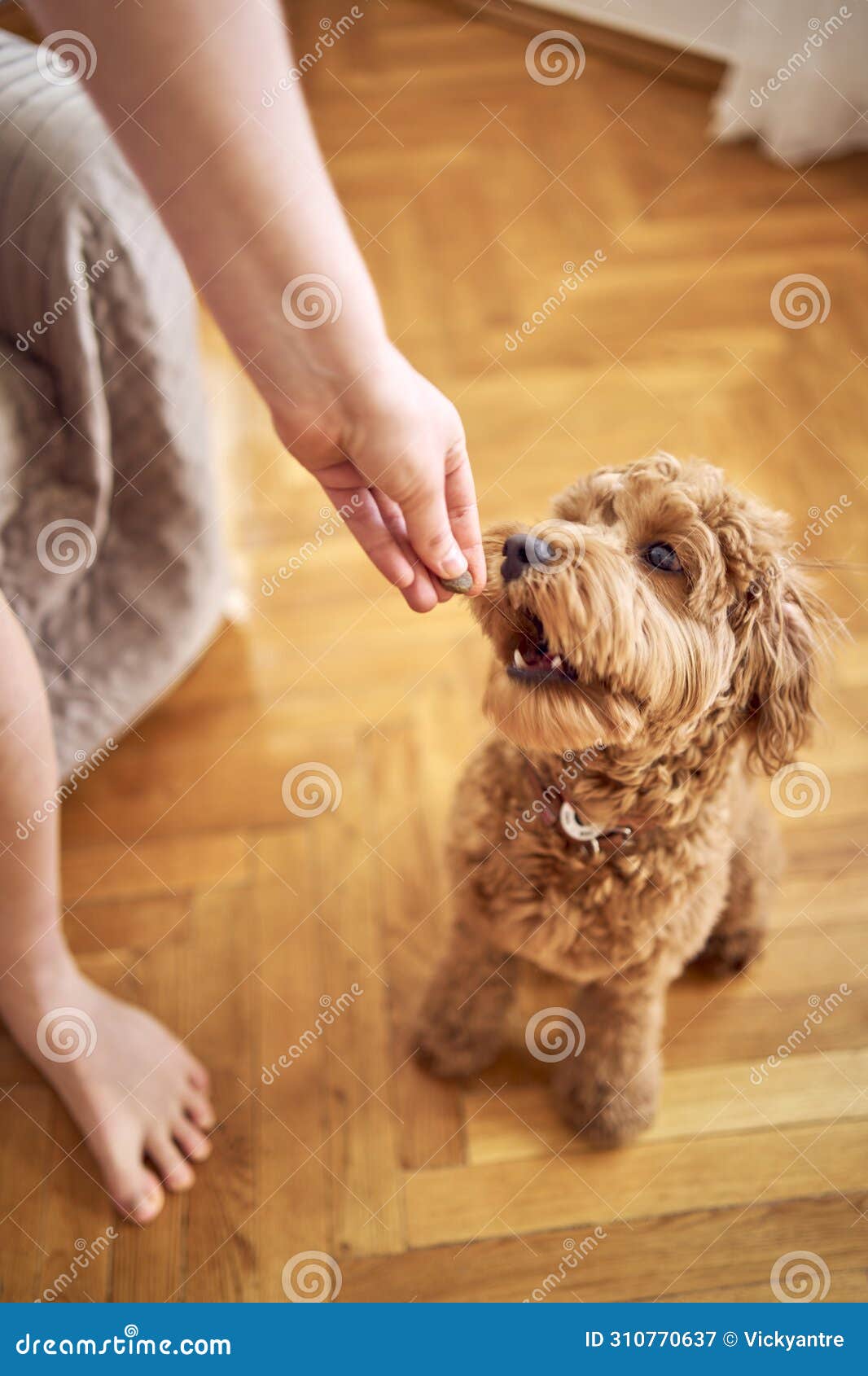 Cockapoo Eats a Treat, Close-up Stock Image - Image of handler ...