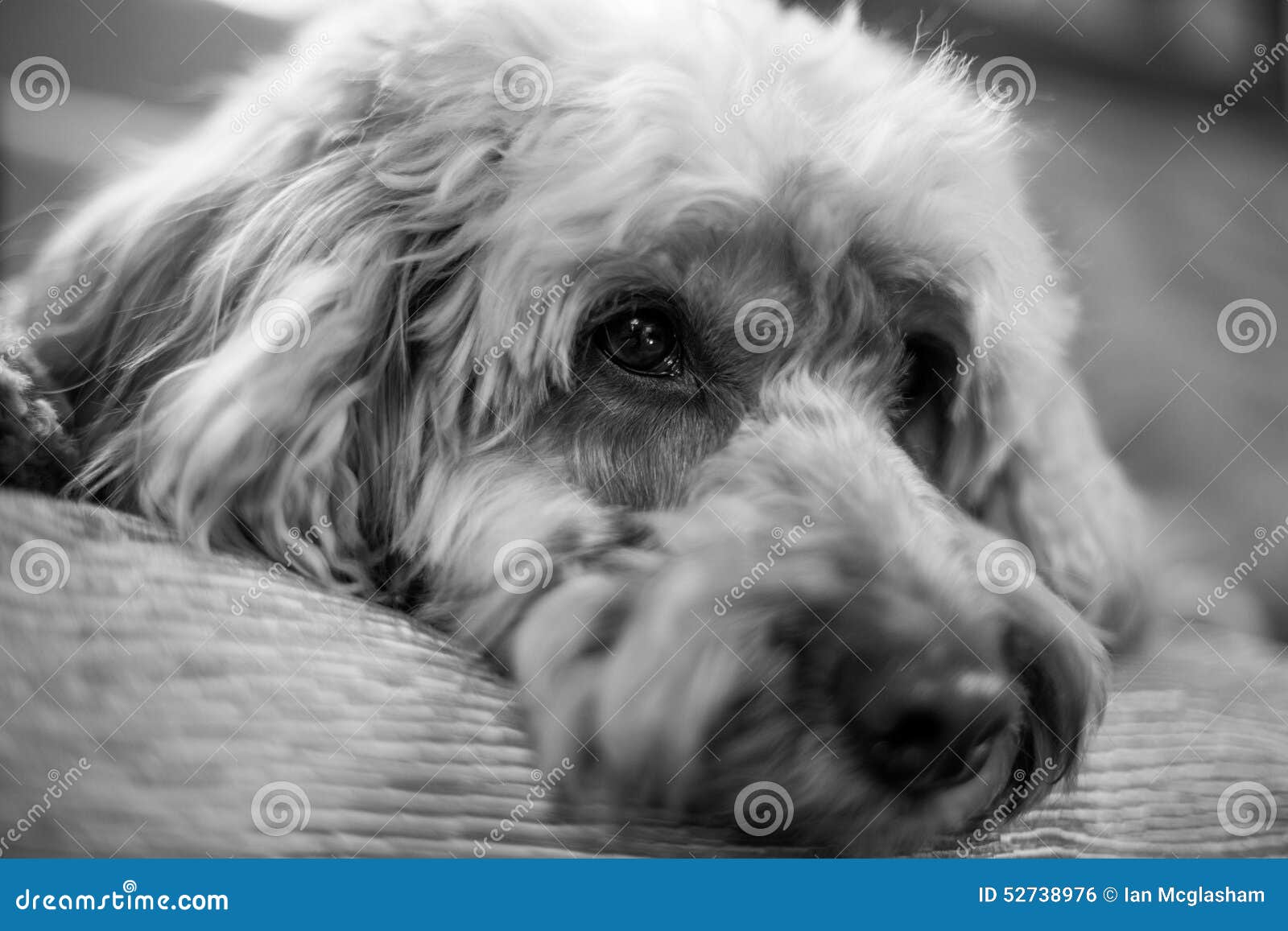Cockapoo Face Falling Asleep Stock Photo - Image of closeupn, room ...