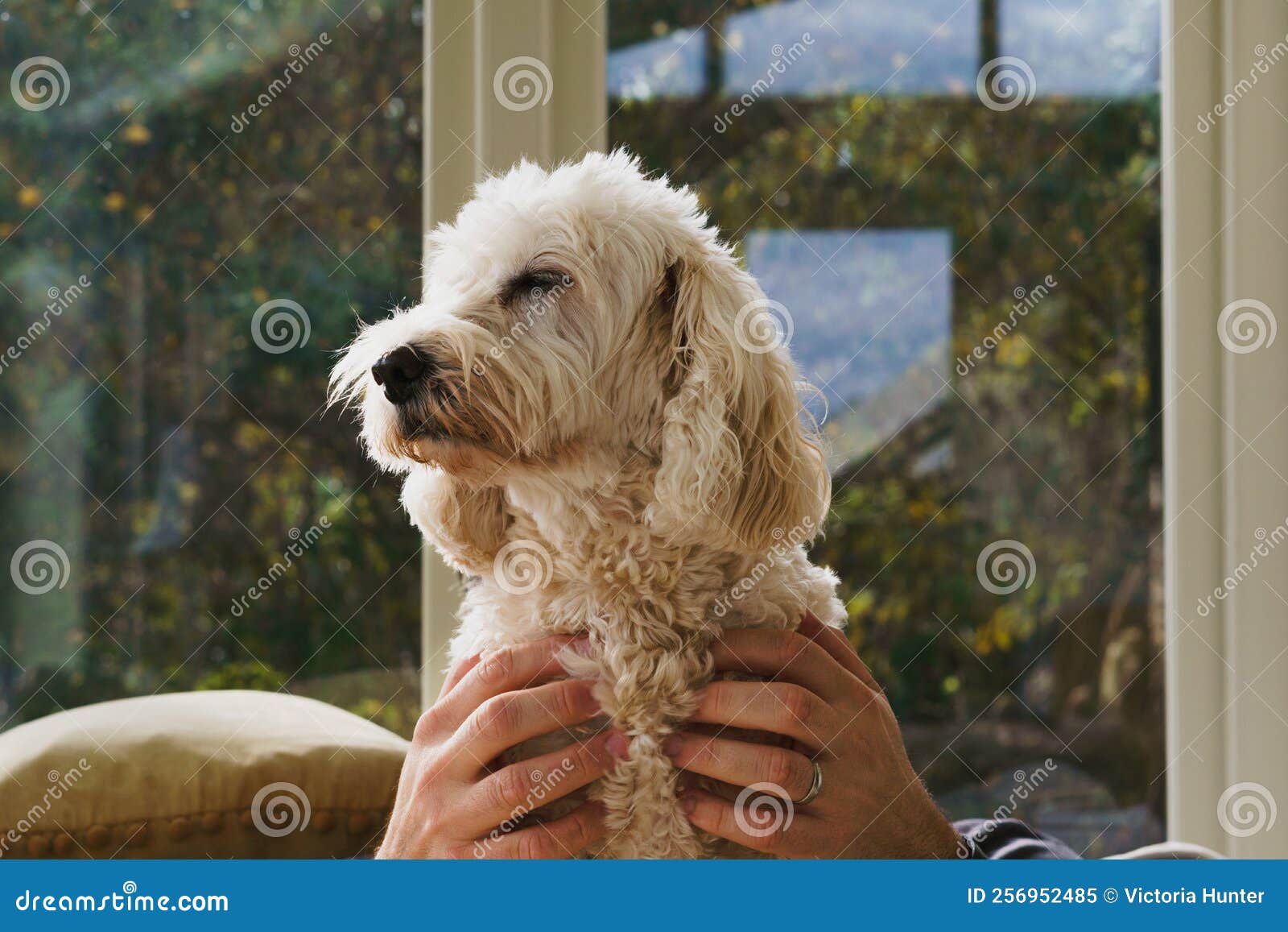 Cockapoo Female Pet Dog Looking at Camera Stock Image - Image of pets ...