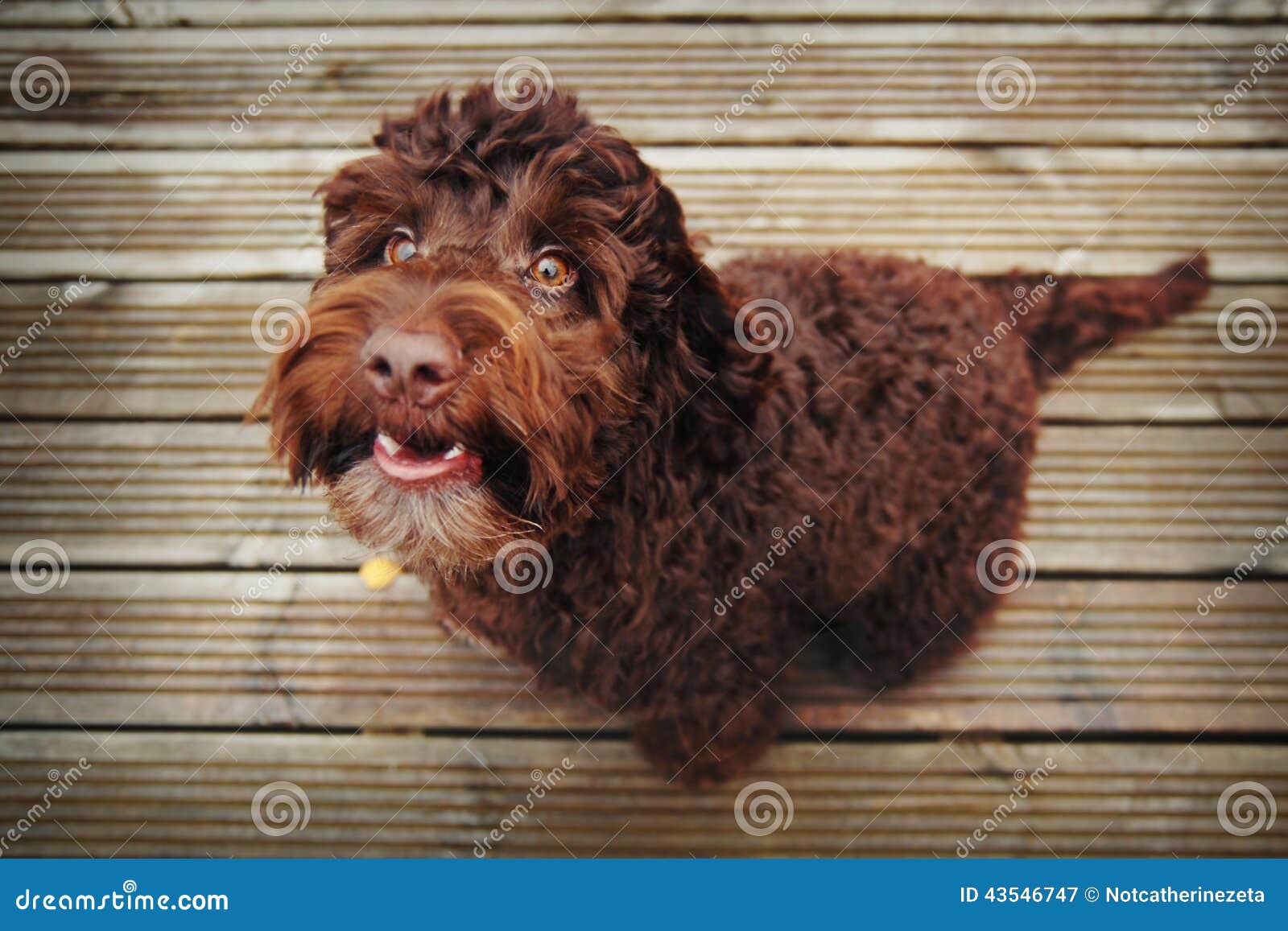 The Cockapoo is a Happy Dog. Stock Image - Image of pleased, greeting ...
