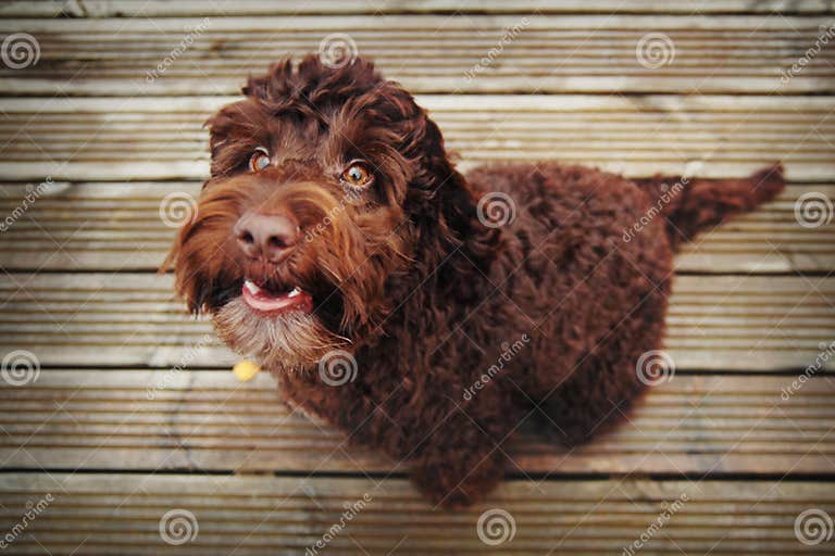 The Cockapoo is a Happy Dog. Stock Image - Image of pleased, greeting ...