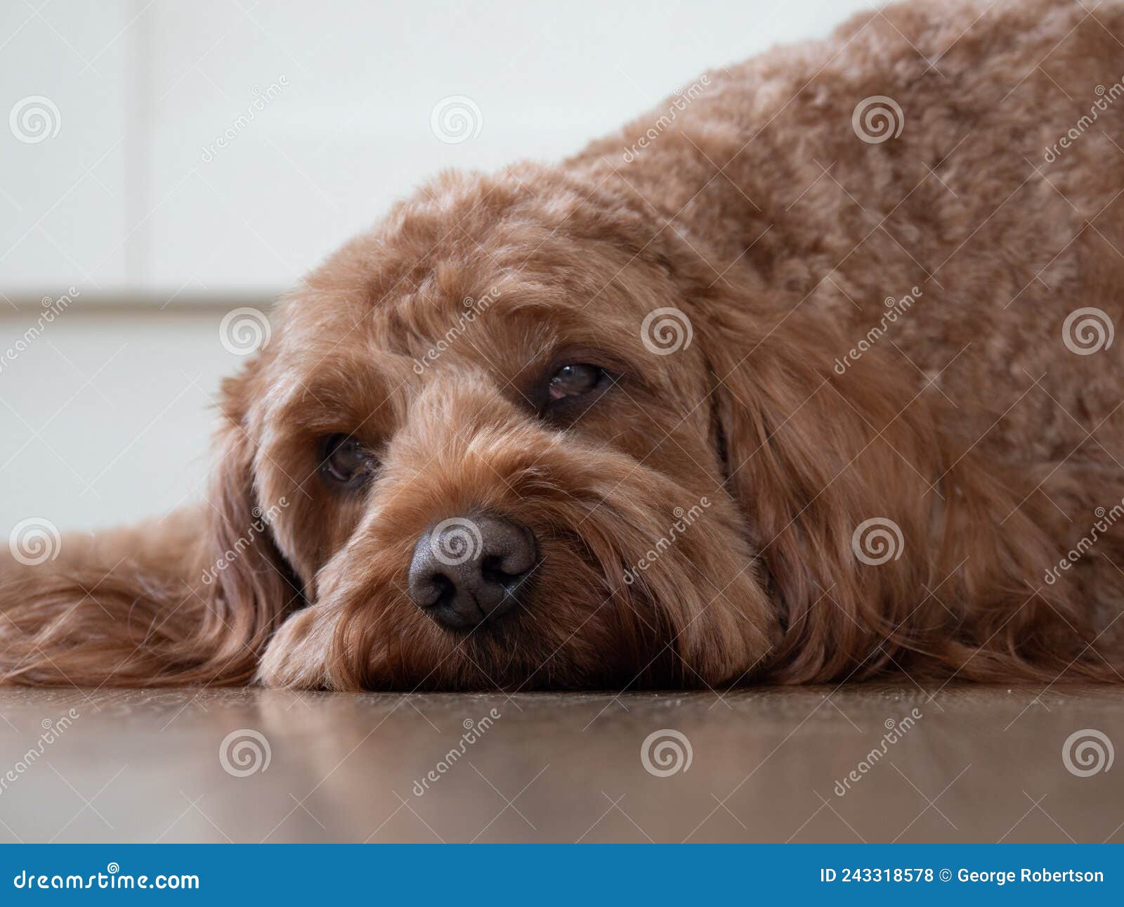 Cockapoo with Head on Floor Stock Photo - Image of friend, cute: 243318578