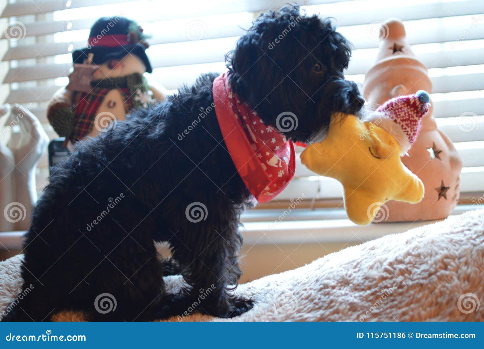 Cockapoo Christmas toy stock photo. Image of cockapoo - 115751186