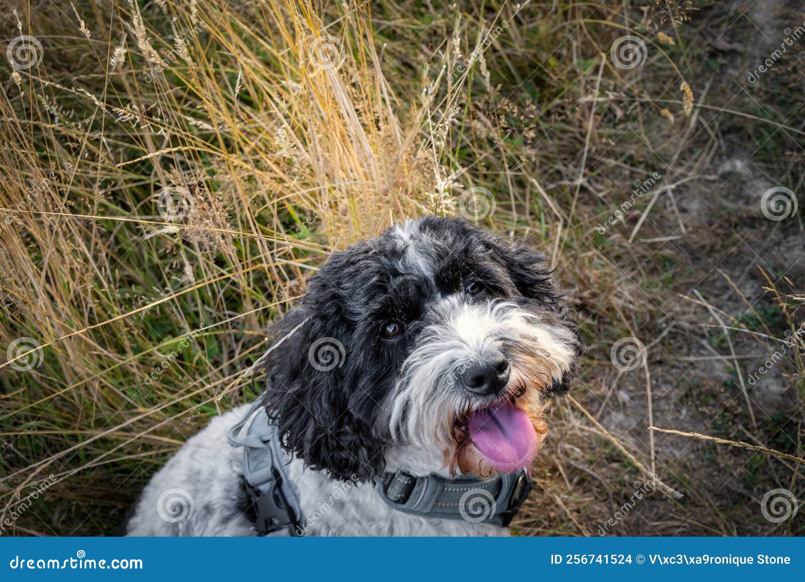 Cockapoo on a Lead in a Field Stock Photo - Image of outdoor, lupus ...