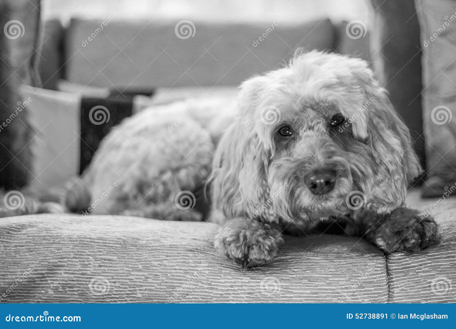 Cockapoo looking sad stock image. Image of sitting, fireplace - 52738891