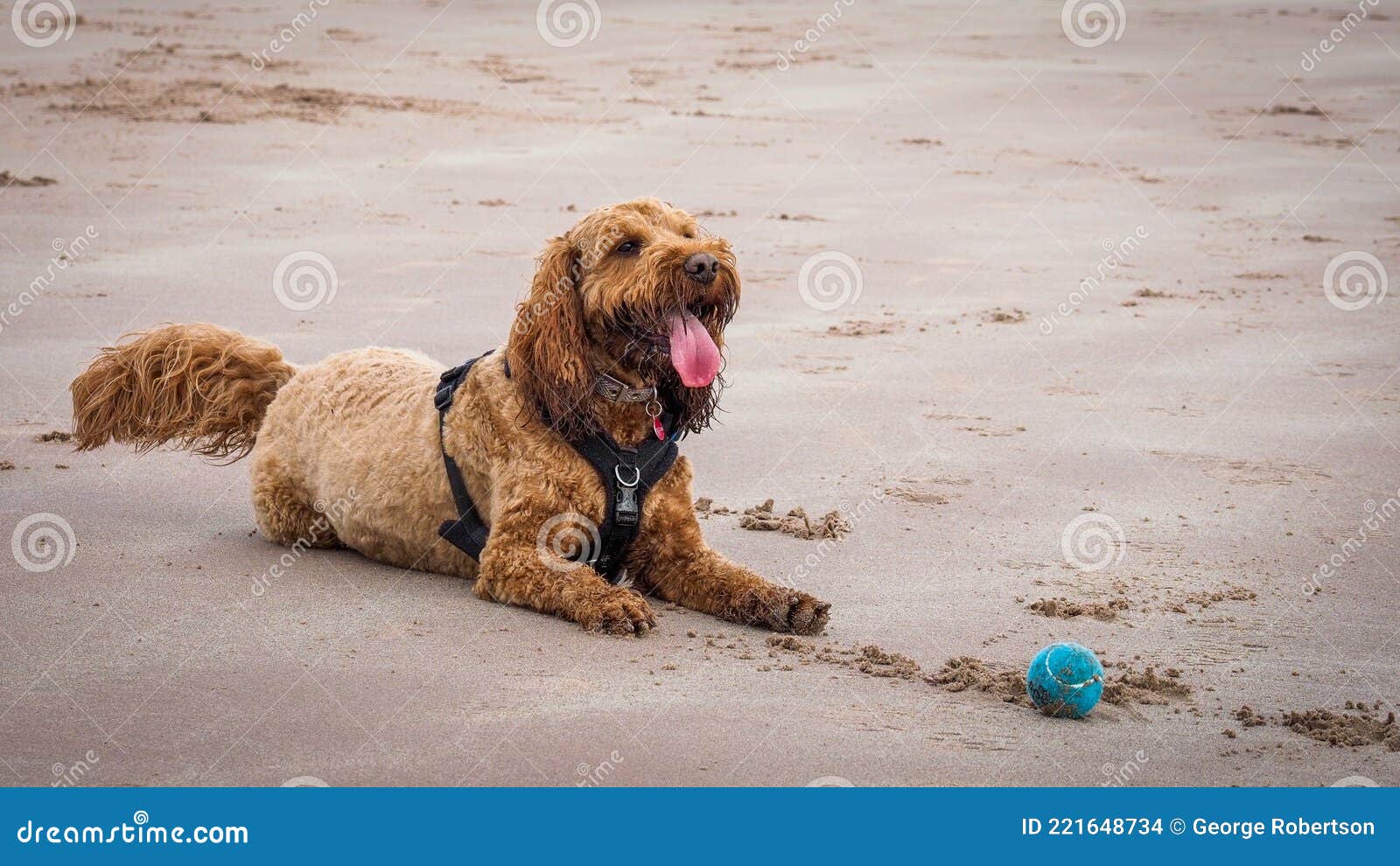 Cockapoo Lying on the Beach Stock Photo - Image of facing, male: 221648734