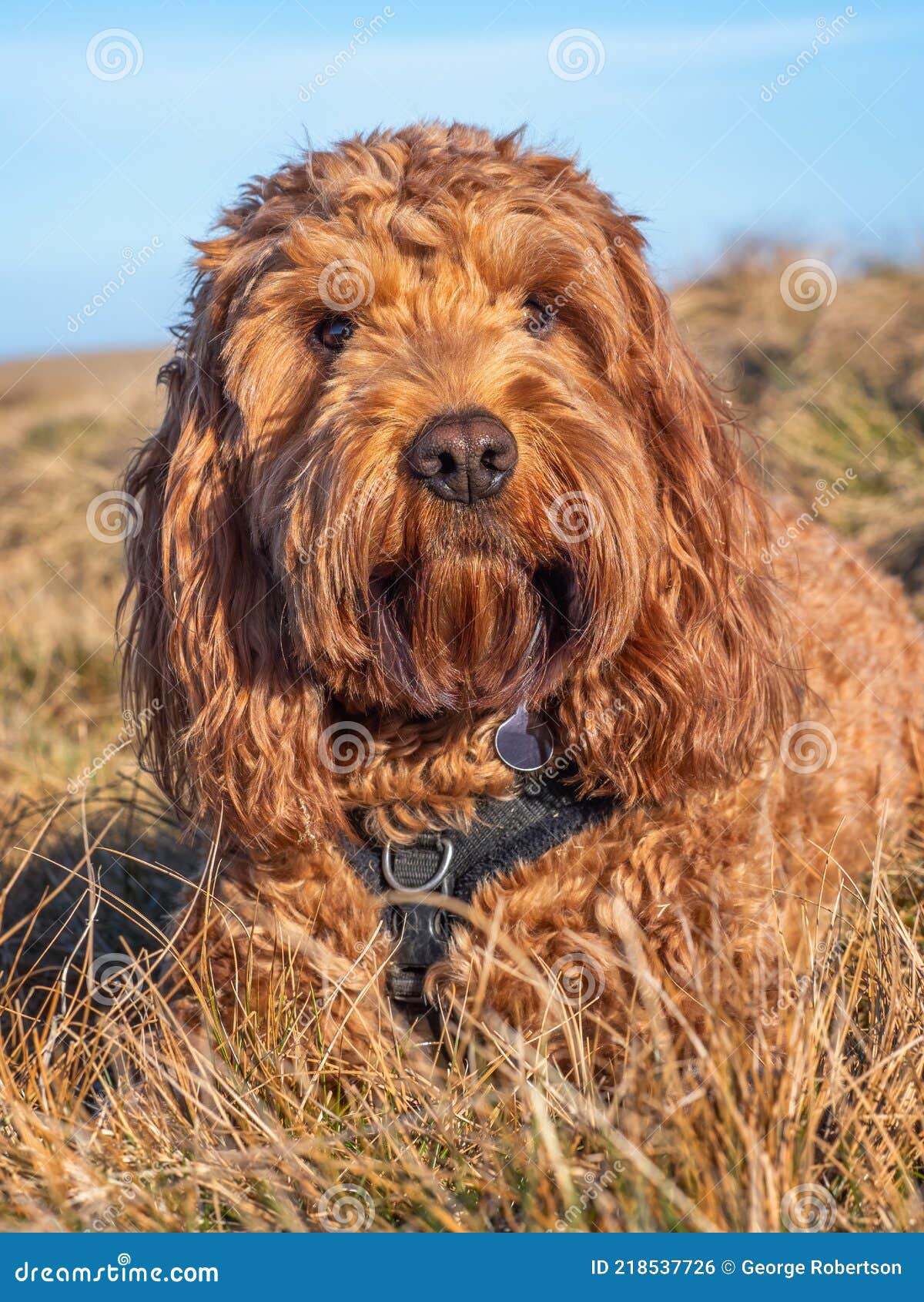Cockapoo Lying Down in Grass Stock Photo - Image of sunshine, brown ...