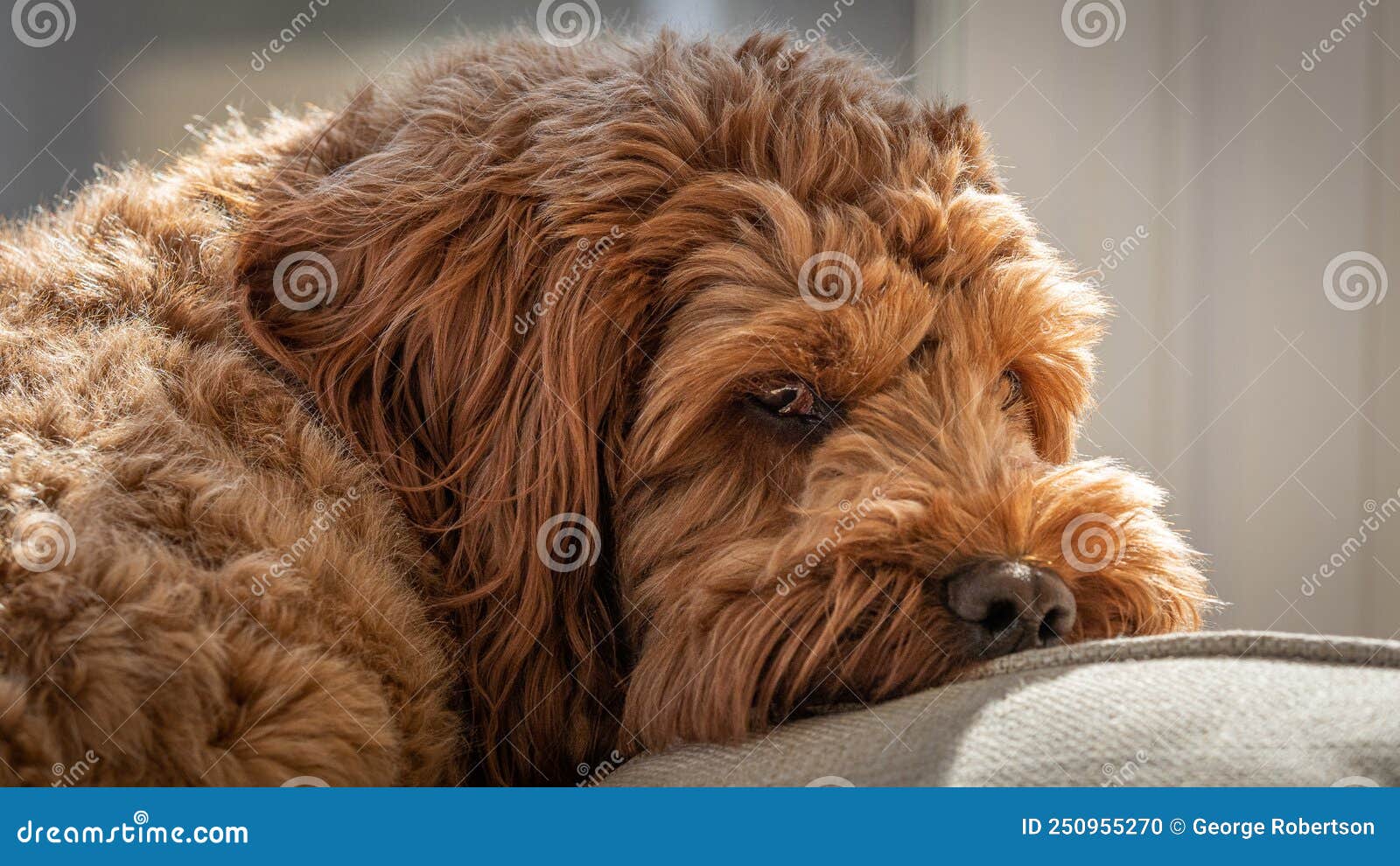 Cockapoo Lying Resting on a Chair Stock Photo - Image of cockapoo ...