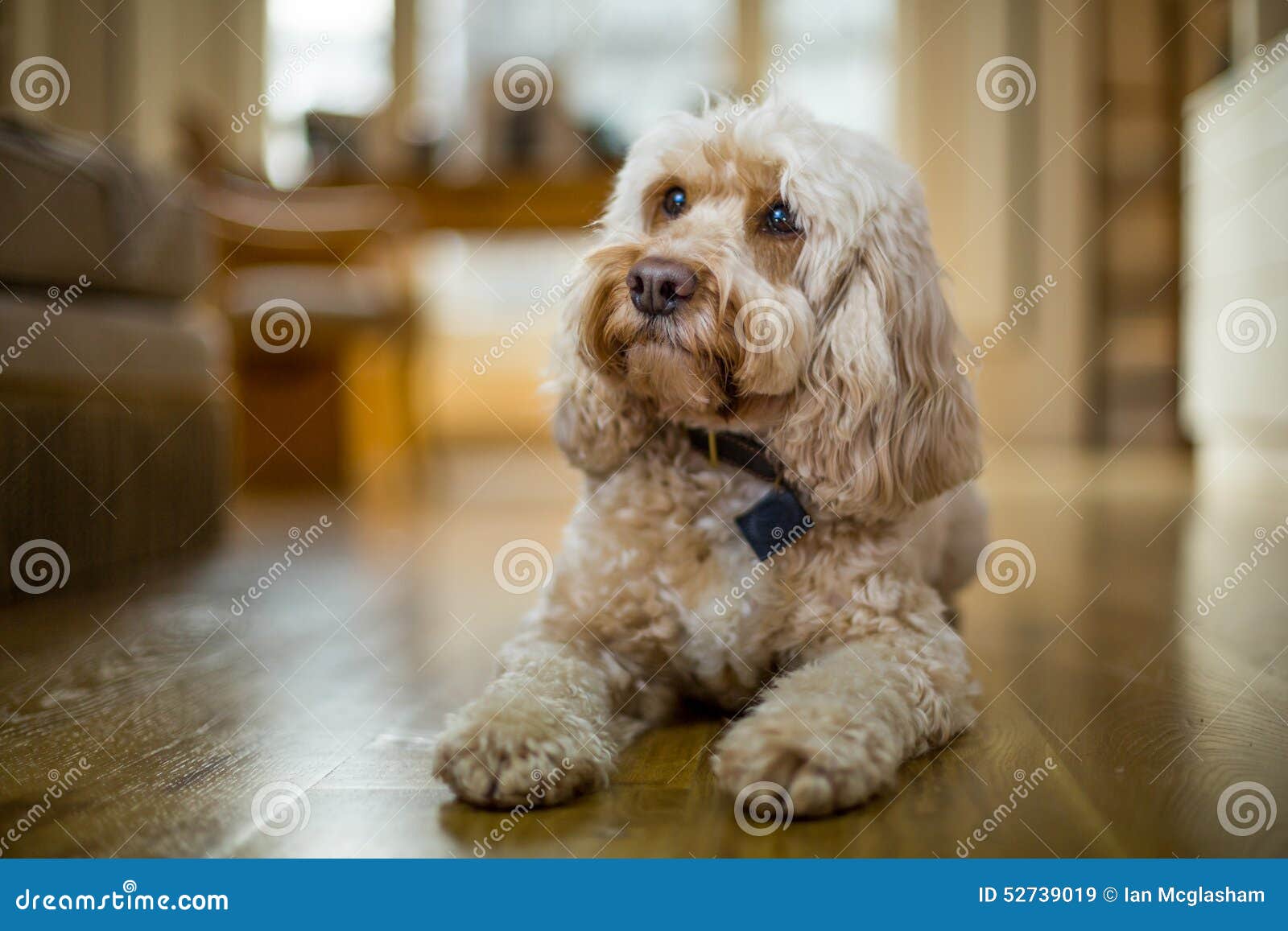 Cockapoo Lying on Wooden Floor Stock Image - Image of room, chair: 52739019