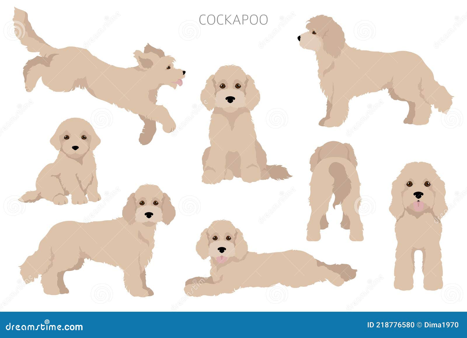 Cockapoo Mix Breed Clipart. Different Poses, Coat Colors Set Stock ...