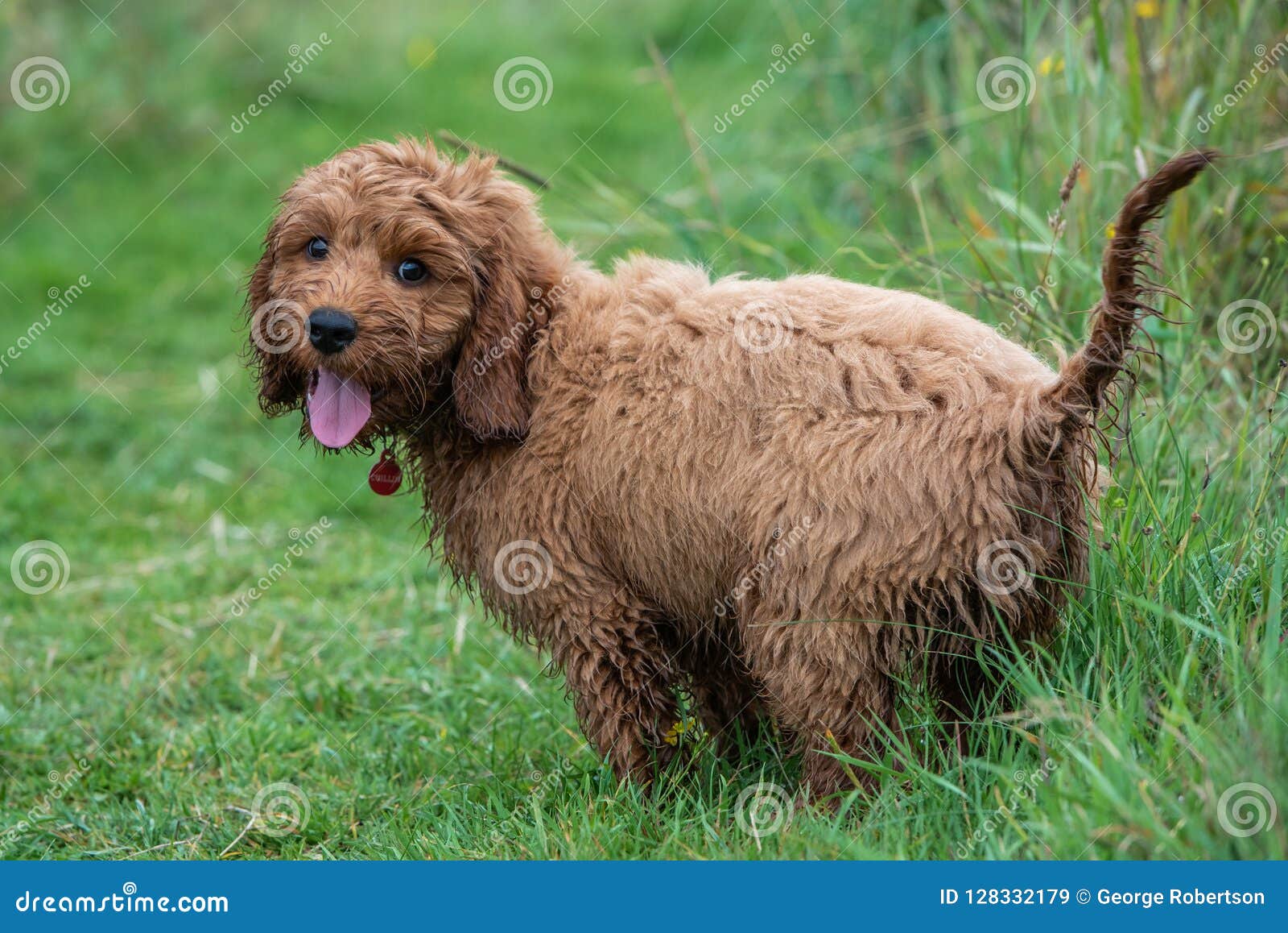 Young Cockapoo Puppy Playing in Rain Stock Image - Image of obedient ...