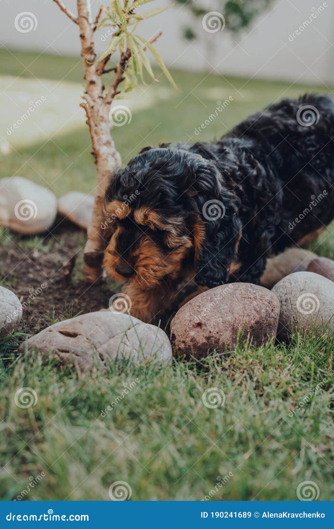 Cockapoo Puppy Digging the Ground Under a Small Tree in the Garden ...