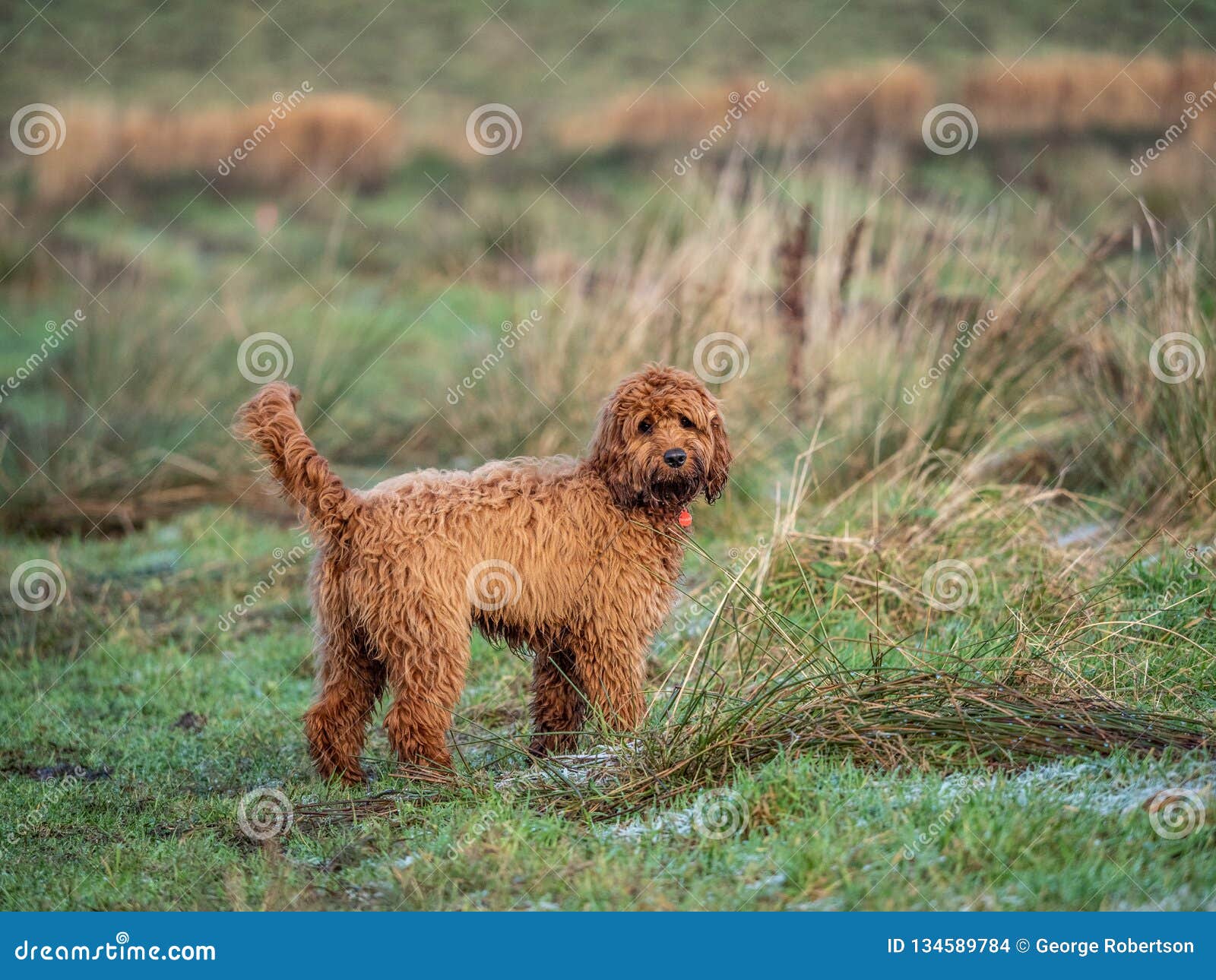 A Young Cockapoo Exploring the Field Stock Photo - Image of cute, field ...