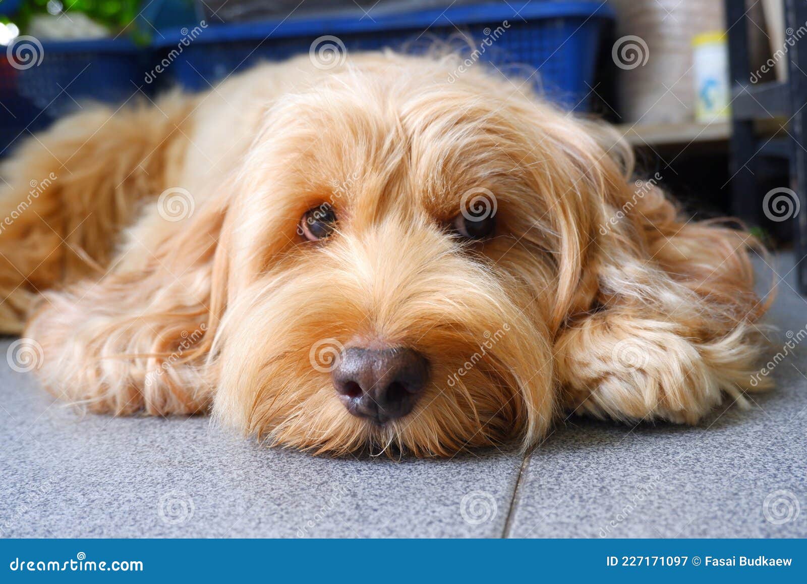 Cockapoo Puppy On Floor In Daylight Cocker Spaniel Mixed With Poodle ...