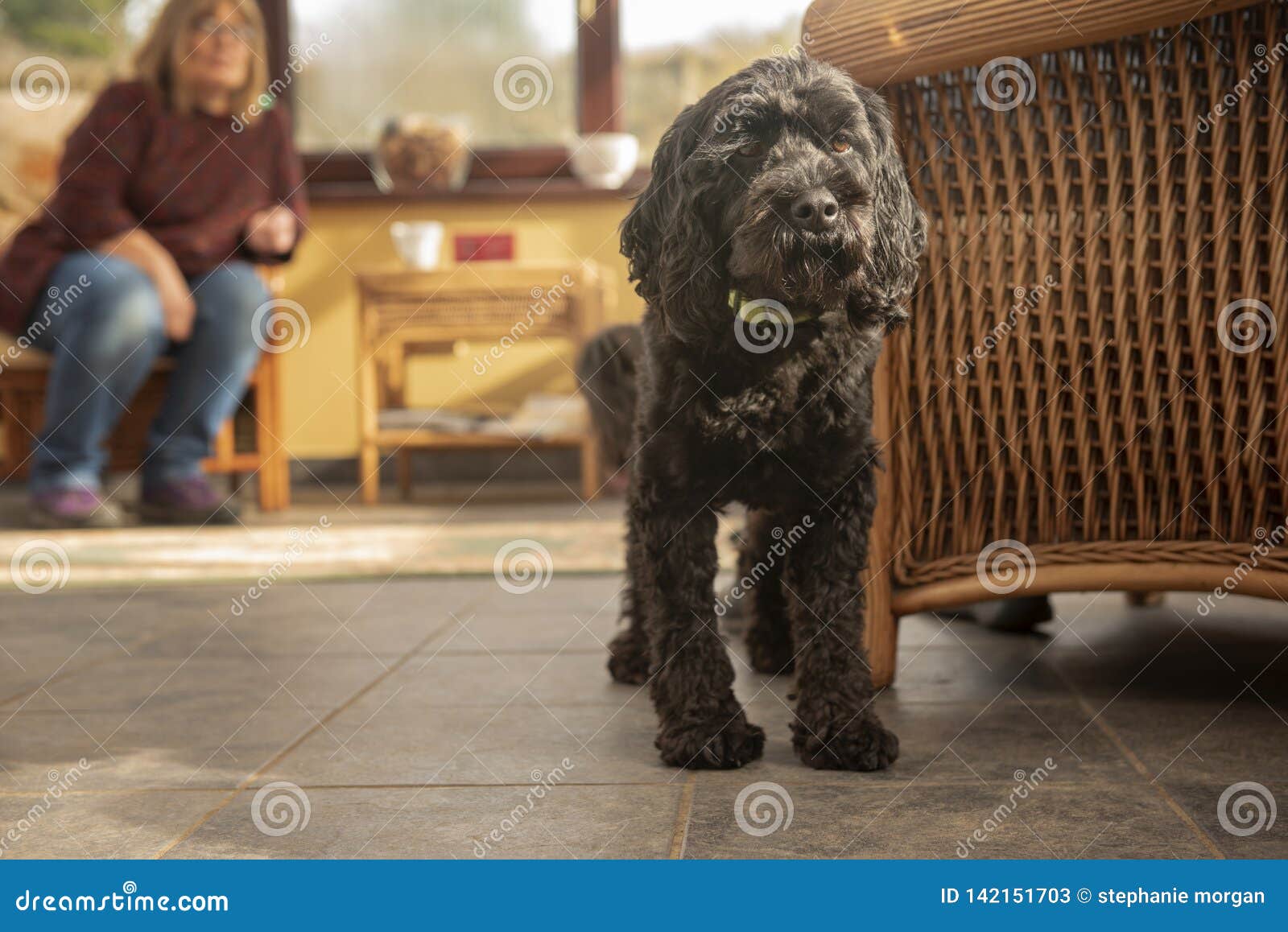 Cockapoo Puppy Indoors with Owner Stock Image - Image of white, canine ...