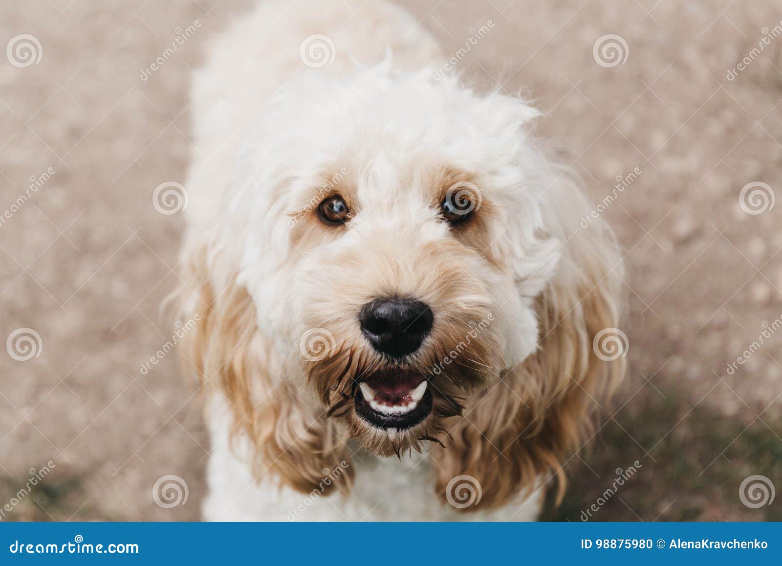Cockapoo Puppy Looking Up at the Camera Stock Photo - Image of curly ...