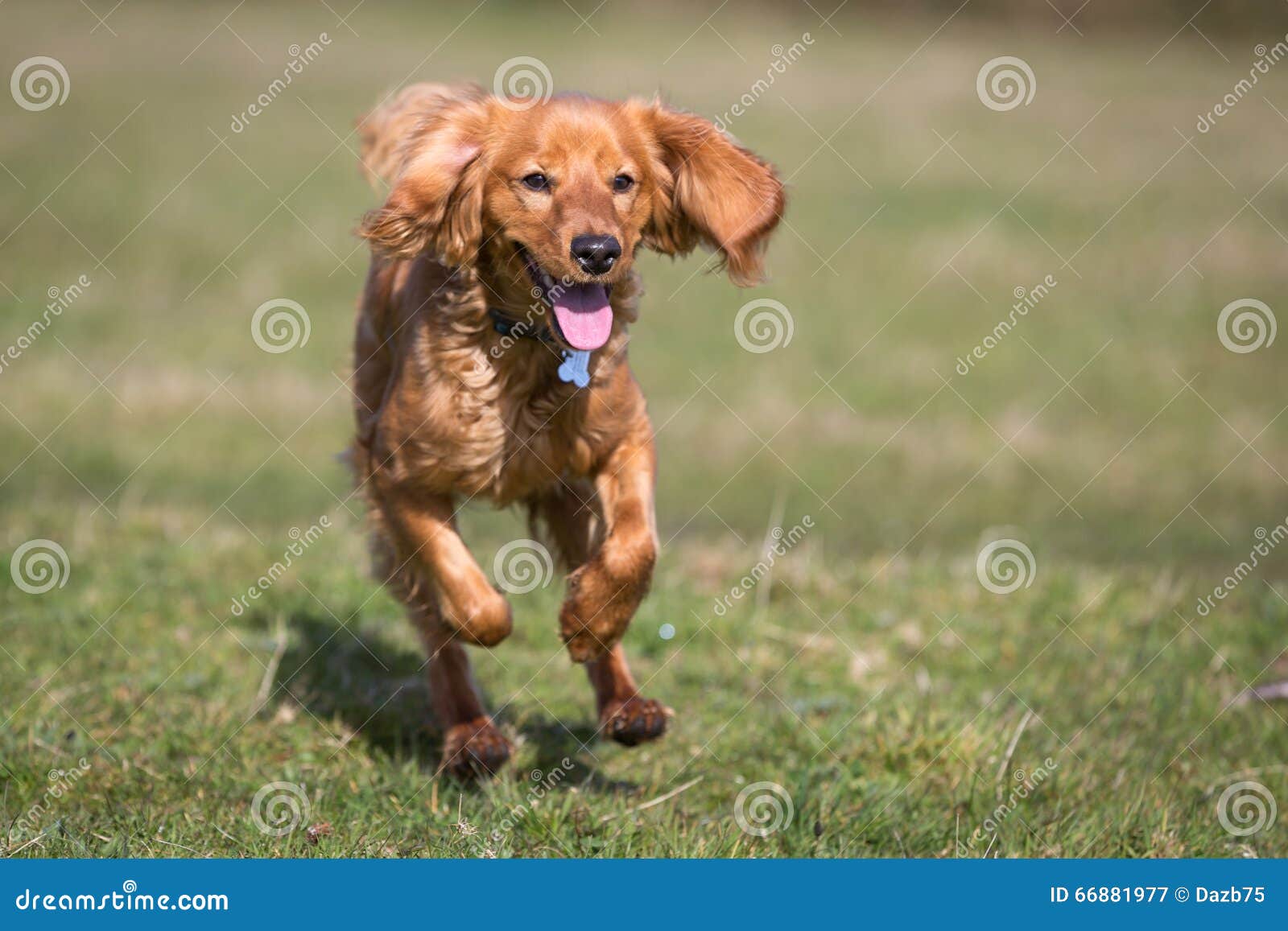 Cockapoo running stock image. Image of outdoor, mixed - 66881977