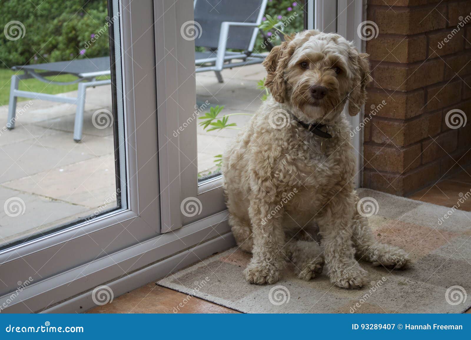 Cockapoo sat by the door stock image. Image of close - 93289407