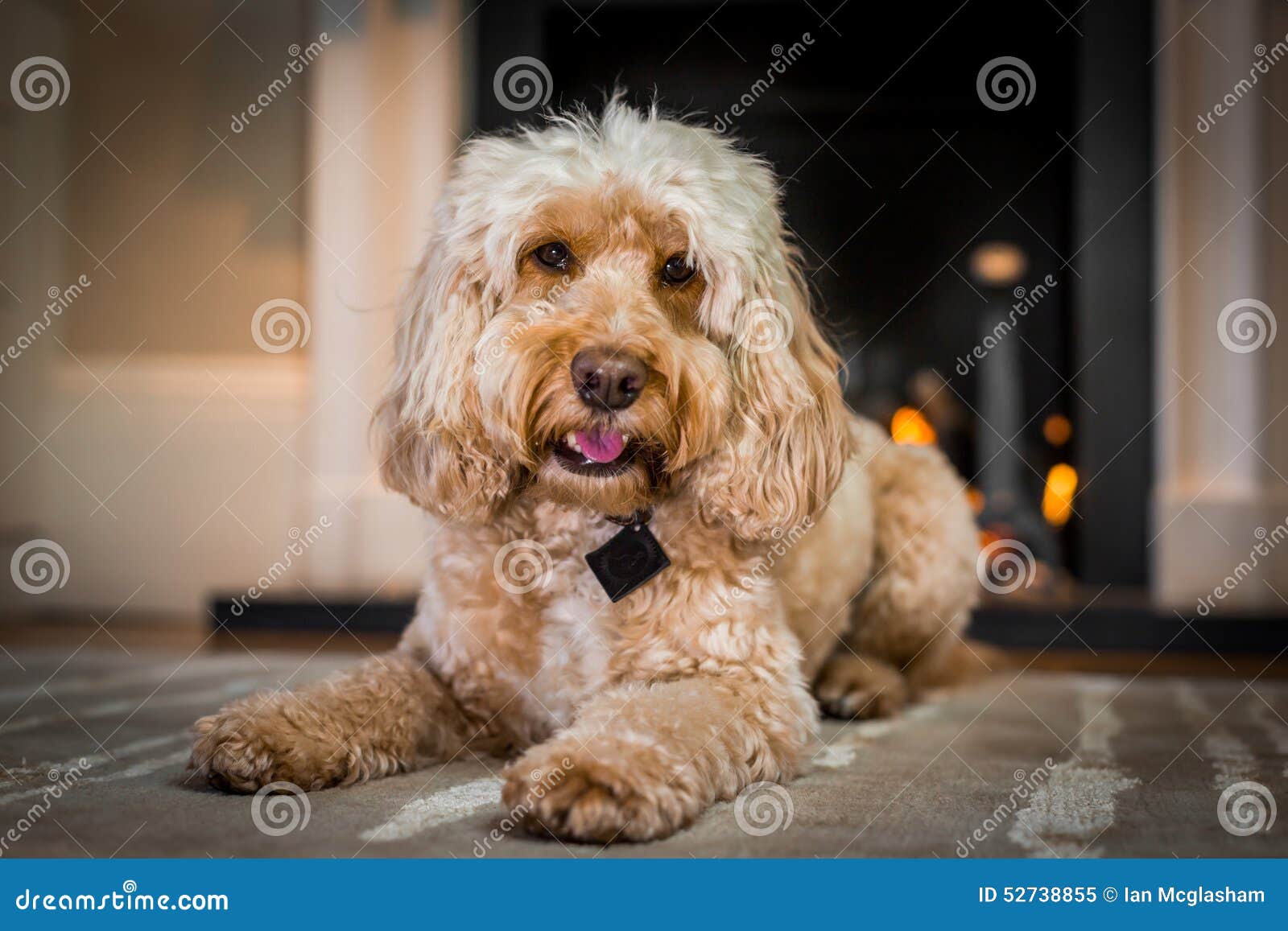 Cockapoo Sitting by the Fire Stock Image - Image of nose, fireplace ...