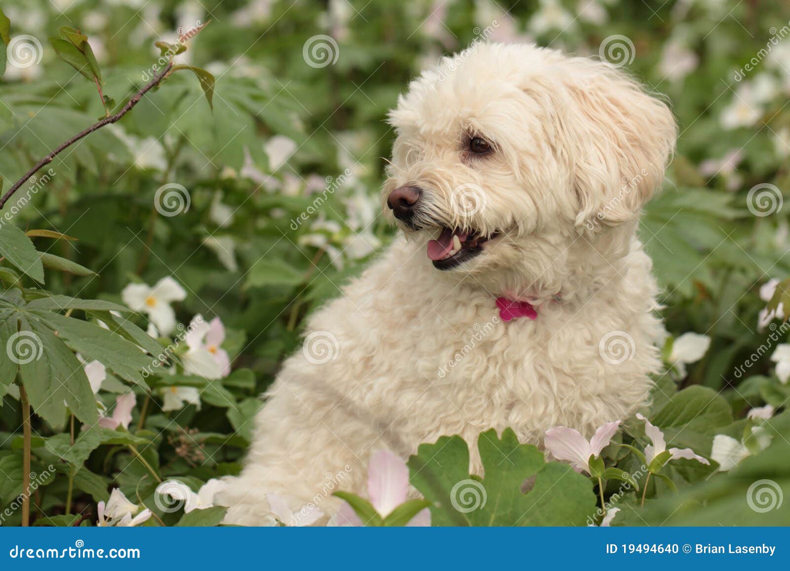 Cockapoo Sitting in a Patch of White Trilliums Stock Photo - Image of ...