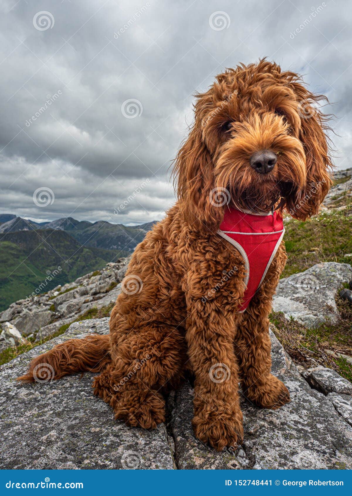 Young Cockapoo Sitting on a Rock Stock Image - Image of puppy, ears ...