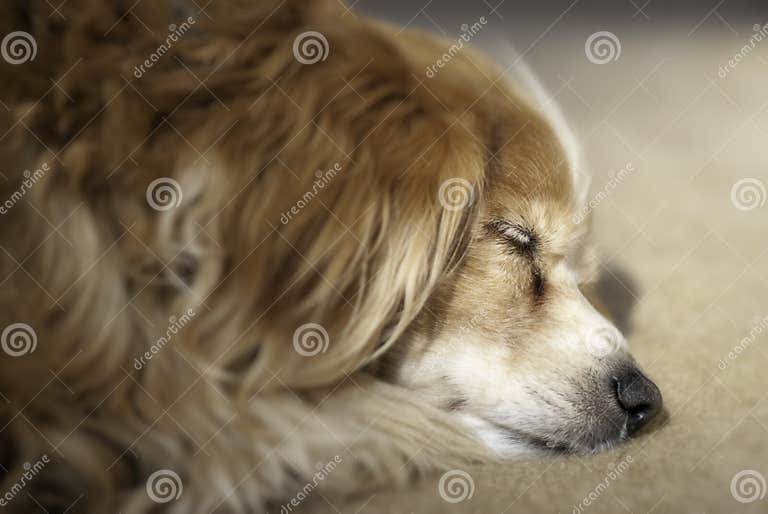 Cockapoo Sleeping stock photo. Image of puppy, lying - 13132664