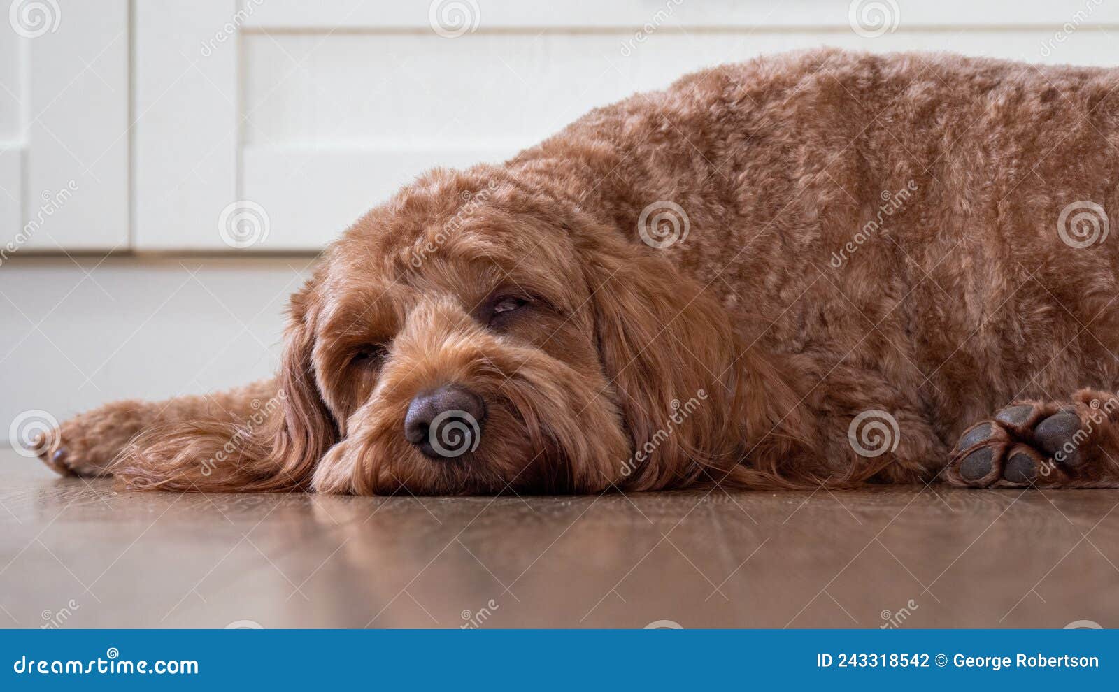 Cockapoo Sleeping on the Kitchen Floor Stock Photo - Image of small ...