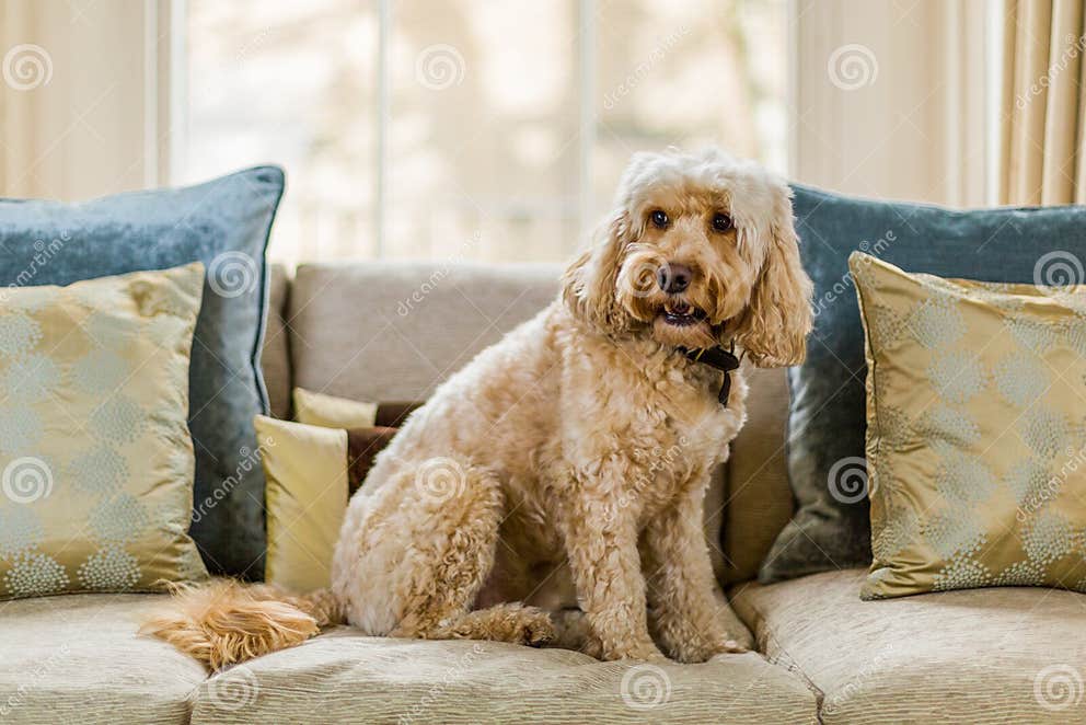 Cockapoo on sofa stock image. Image of animal, fire, lookig - 52738899