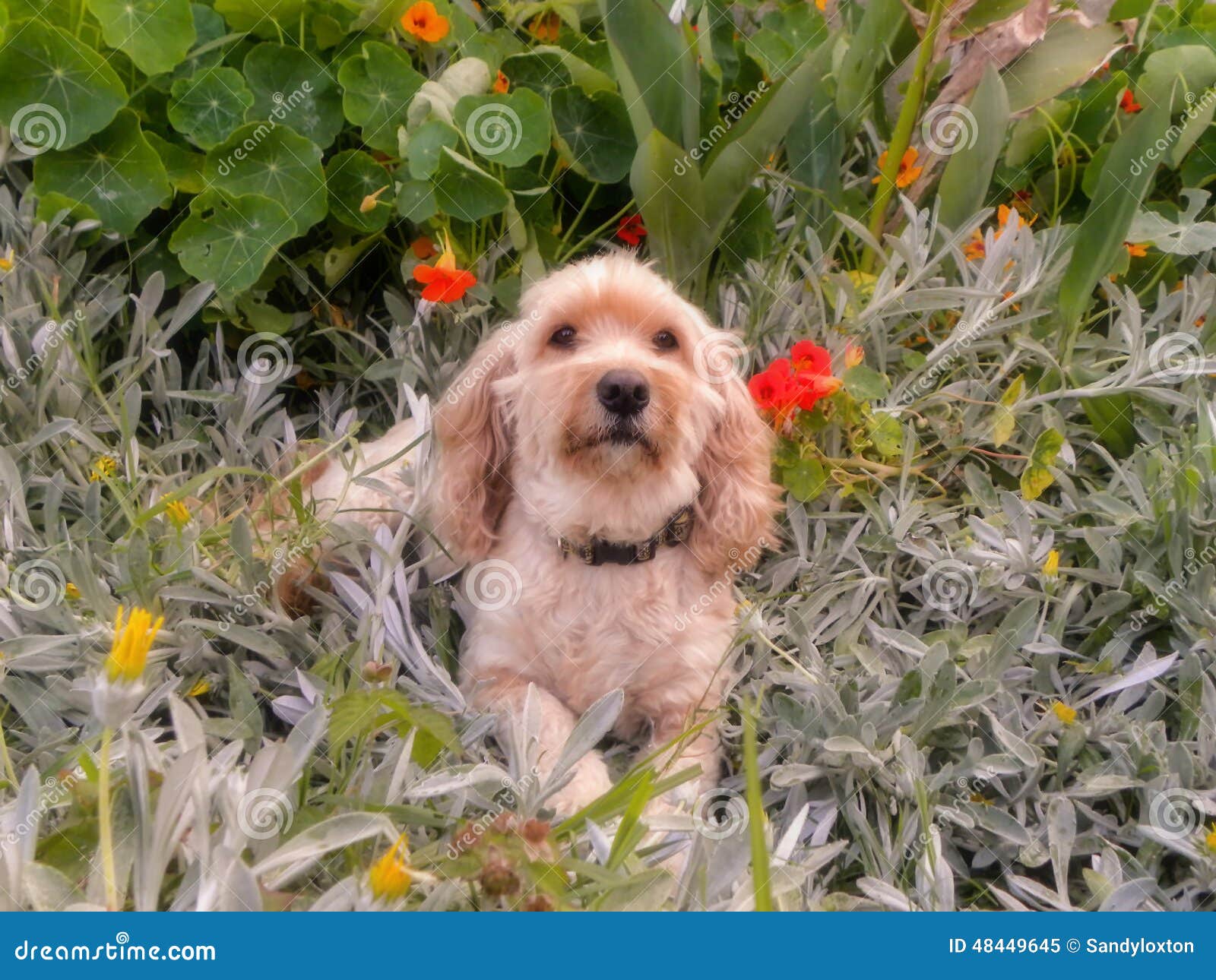 Cockapoo 1 stock image. Image of spaniel, gardens, flower - 48449645